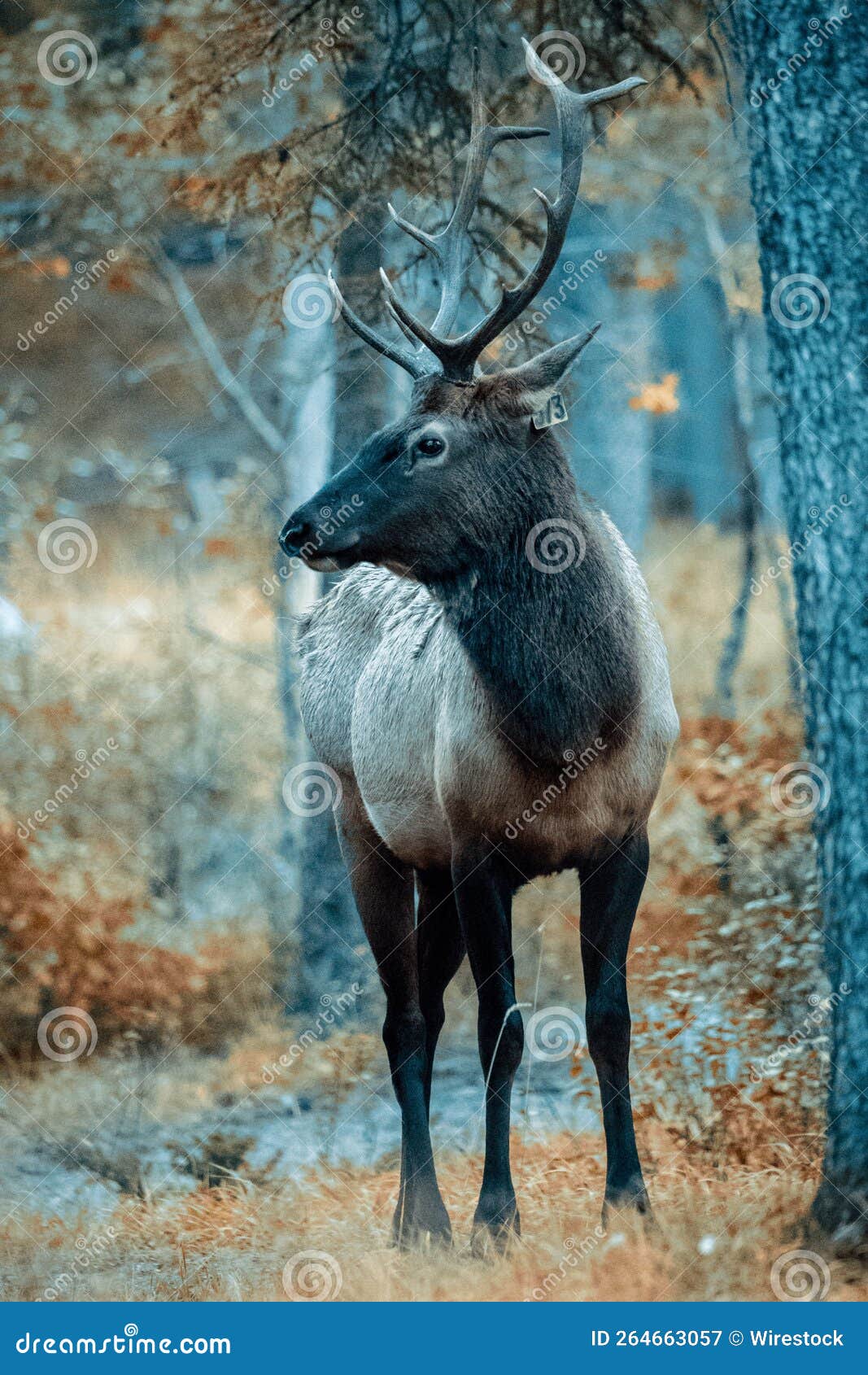 Brown Deer Standing Near Tree Stock Image - Image of vegetation ...