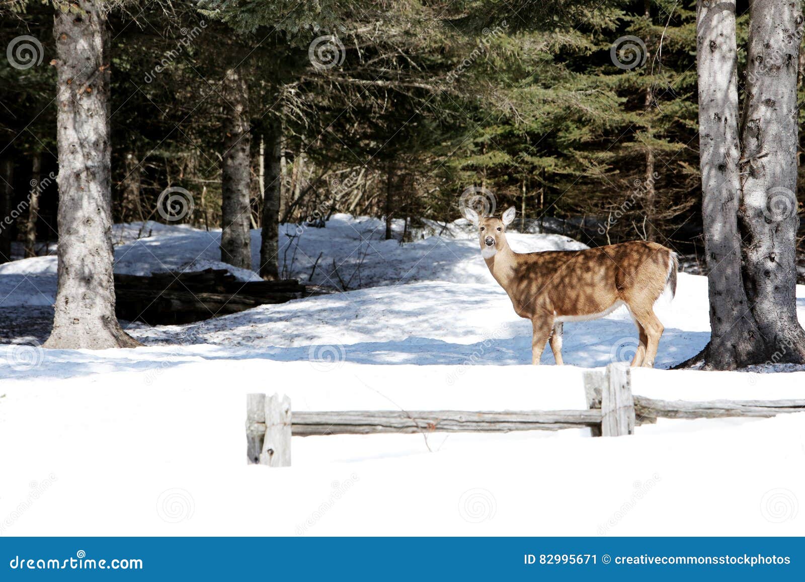 Brown Deer Standing Near Tree Trunk Duringwinter Picture. Image: 82995671