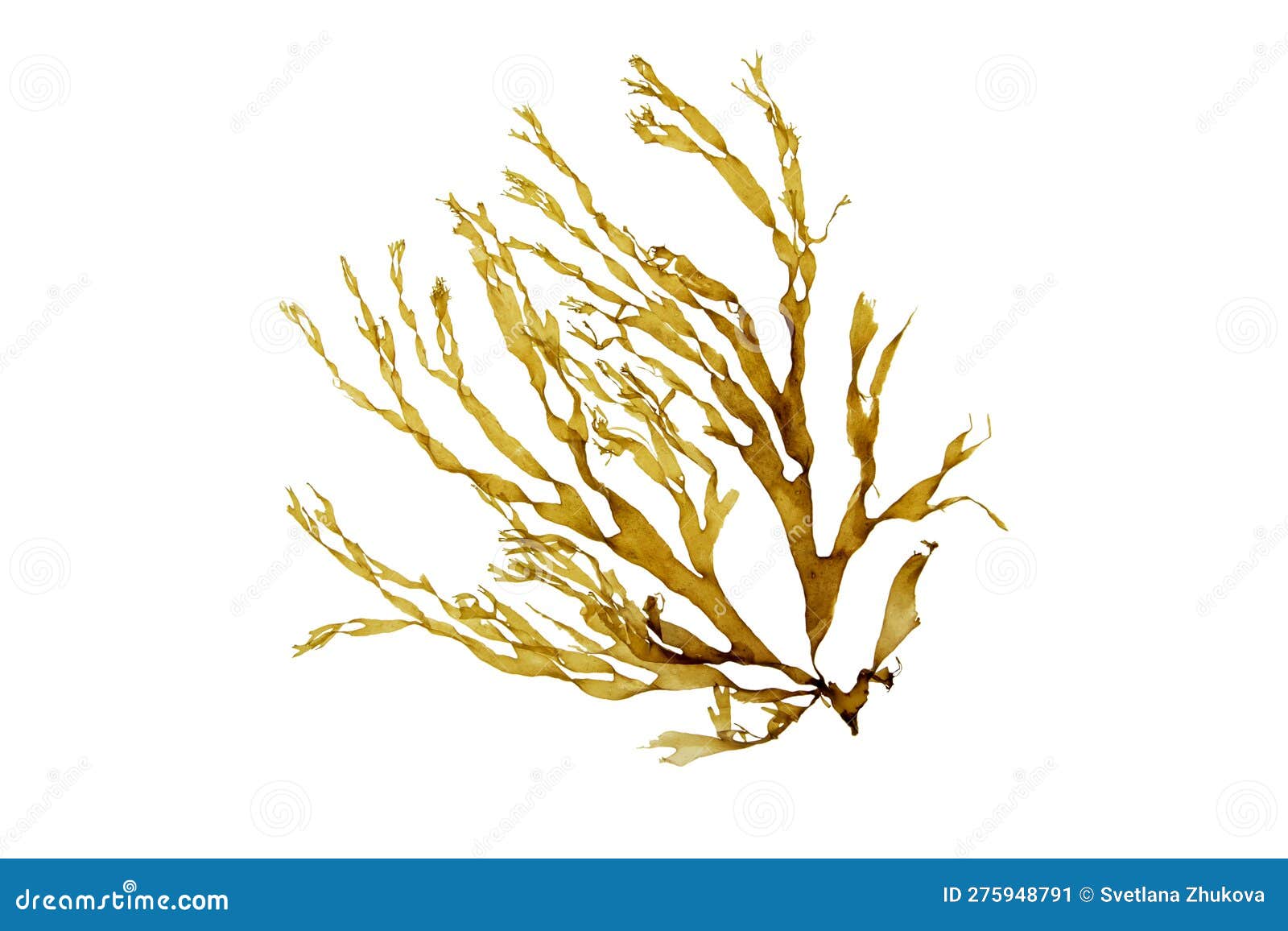 Red Seaweed Branch Isolated Transparent Png Royalty-Free Stock Image ...