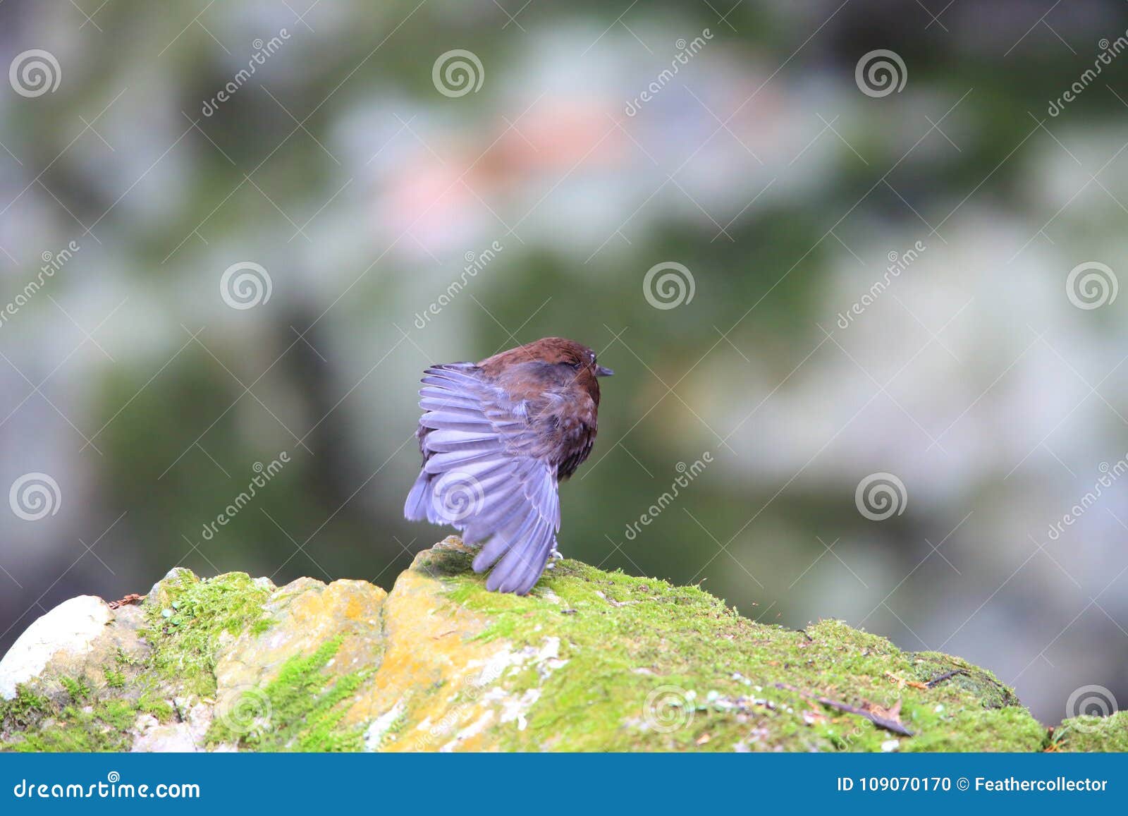 Brown Dipper in Japan stock photo. Image of river, bird - 109070170