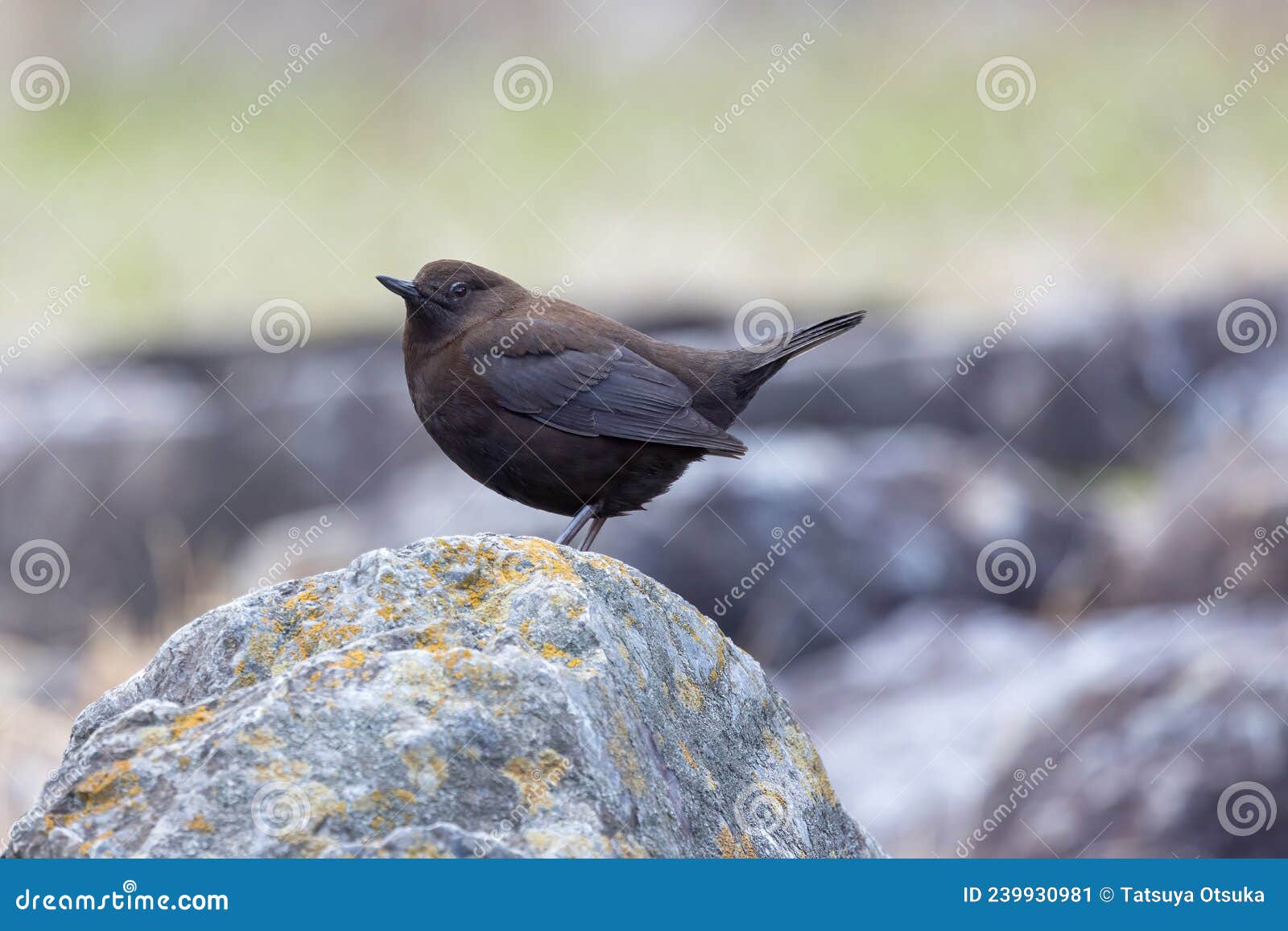 A Brown Dipper Perching on a Stone Stock Image - Image of stone ...
