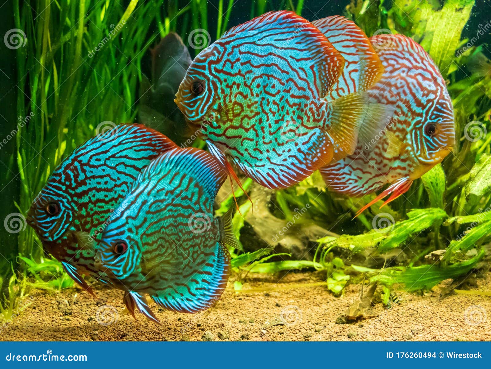 Brown Discuses Swimming in an Aquarium Stock Photo - Image of tropical ...
