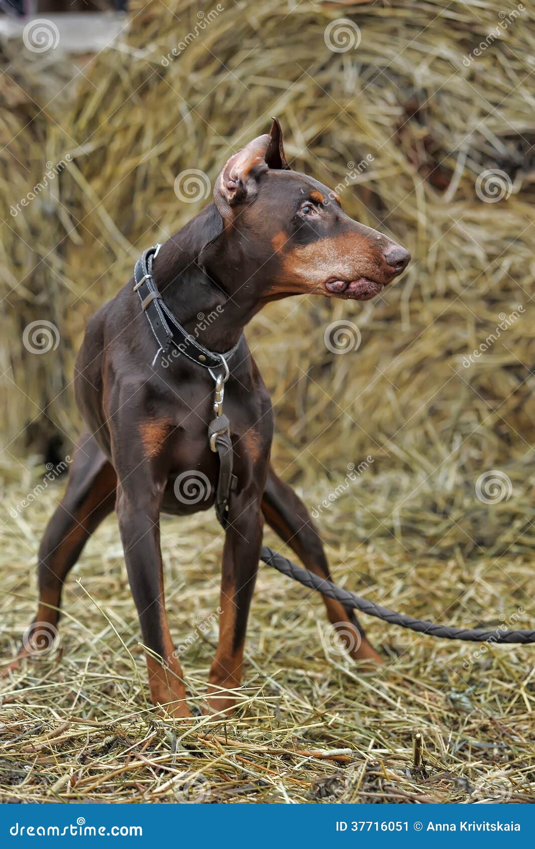 Brown Doberman stock image. Image of happy, breed, guard - 37716051