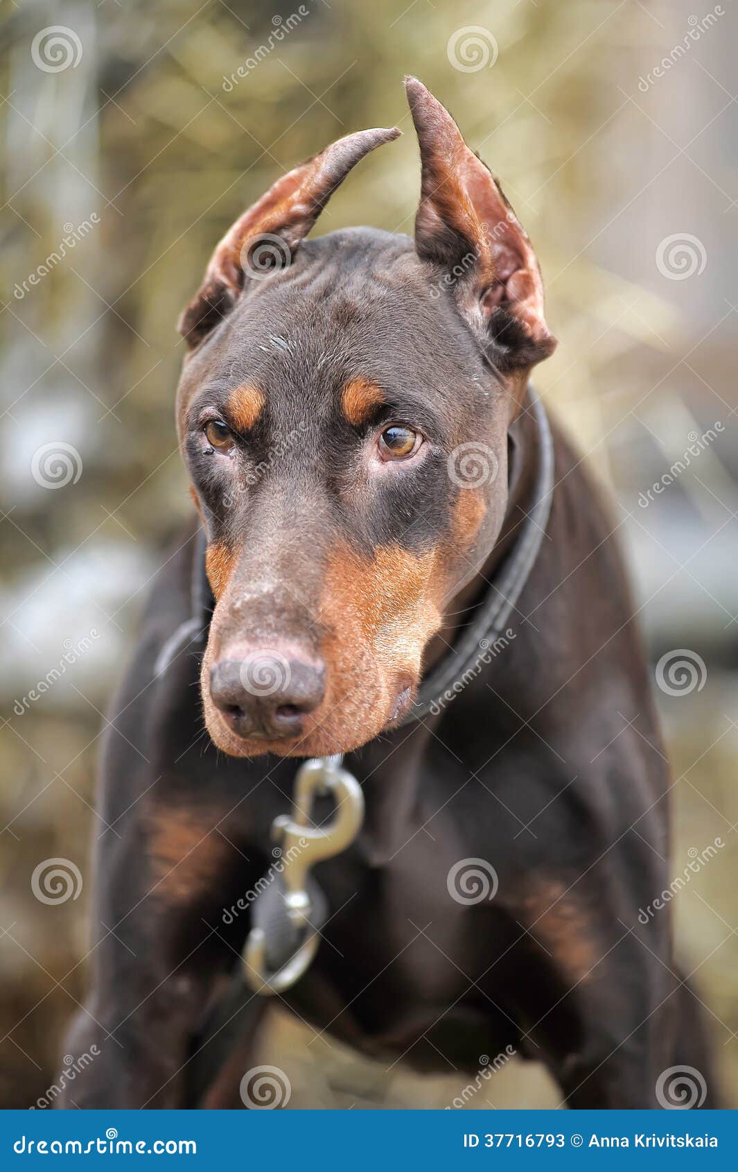 Purebred Brown Doberman