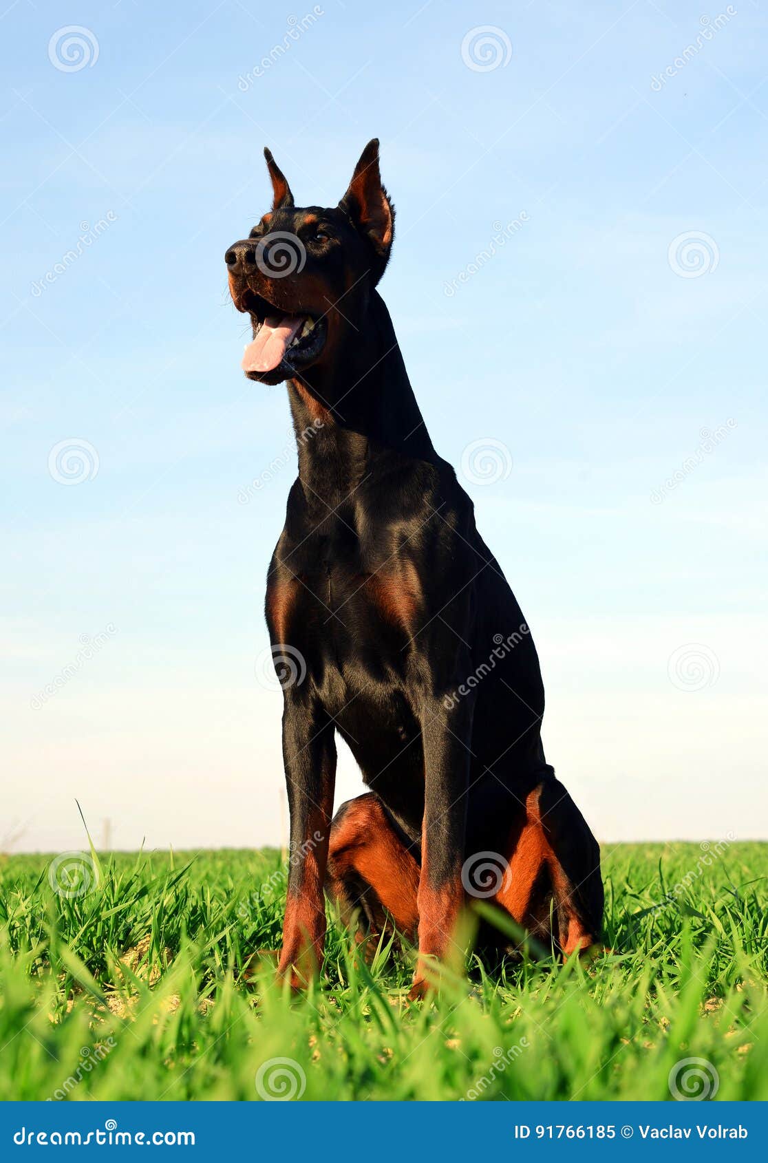 Brown doberman dog stock image. Image of breed, cute - 91766185