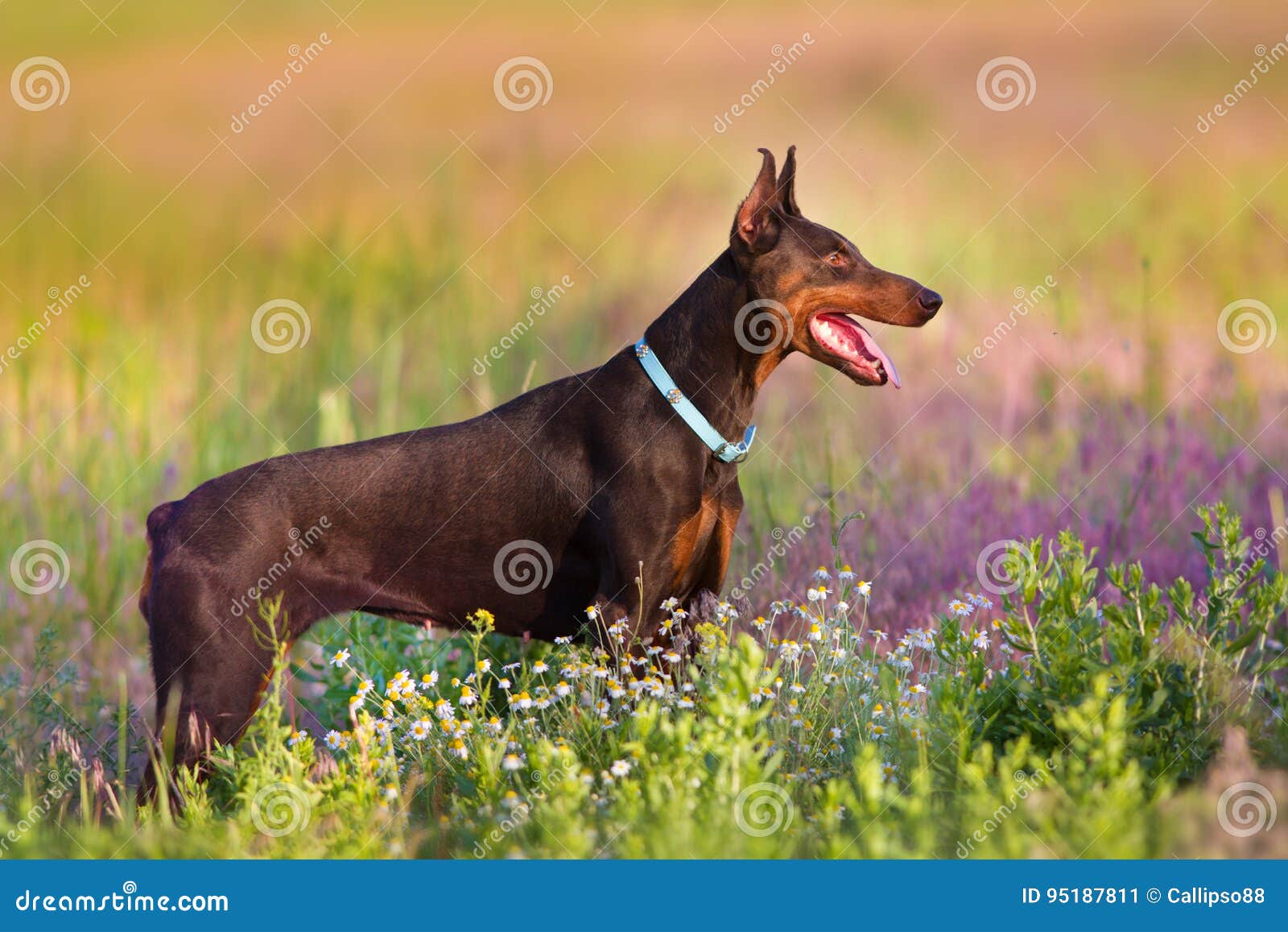 Brown doberman in flowers stock image. Image of mammal - 95187811
