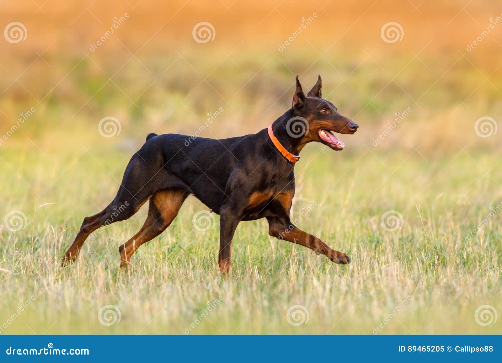 Brown Doberman Pinscher Run Stock Image - Image of gallop, obedience ...
