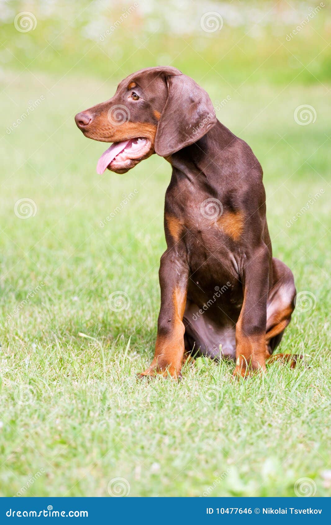 Brown doberman puppy stock photo. Image of young, animal - 10477646