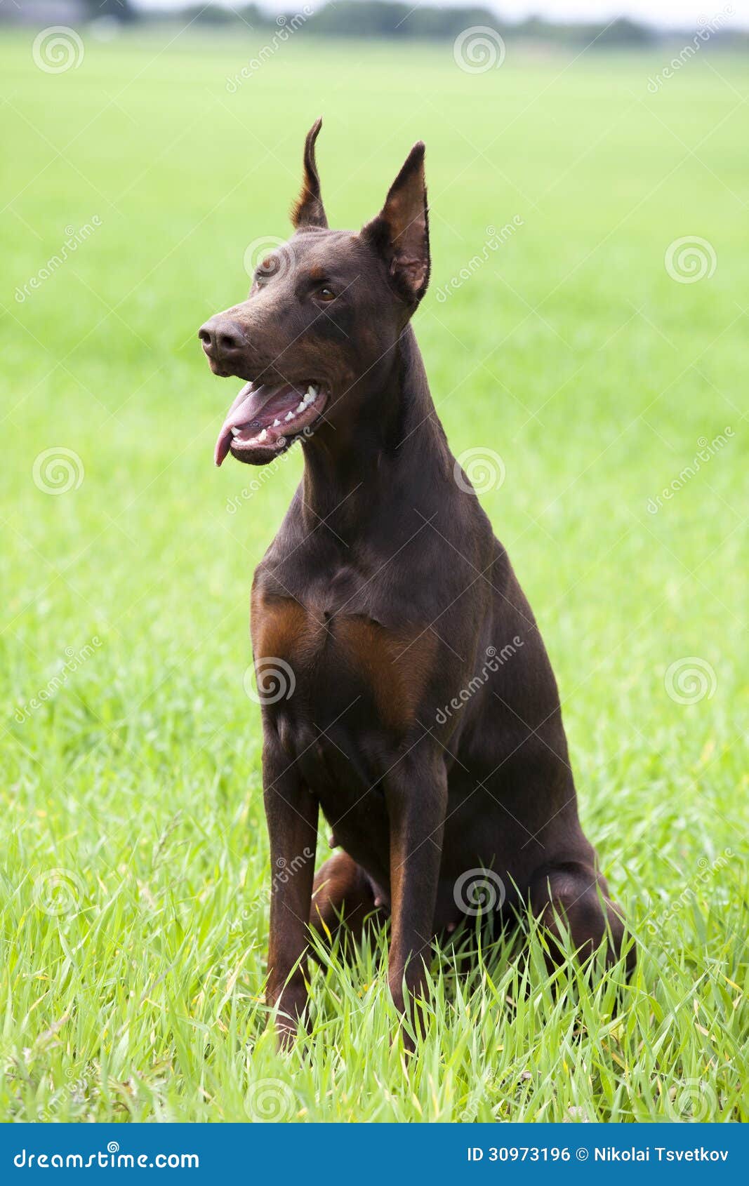 Brown doberman`s puppy stock photo. Image of purebred - 30973196