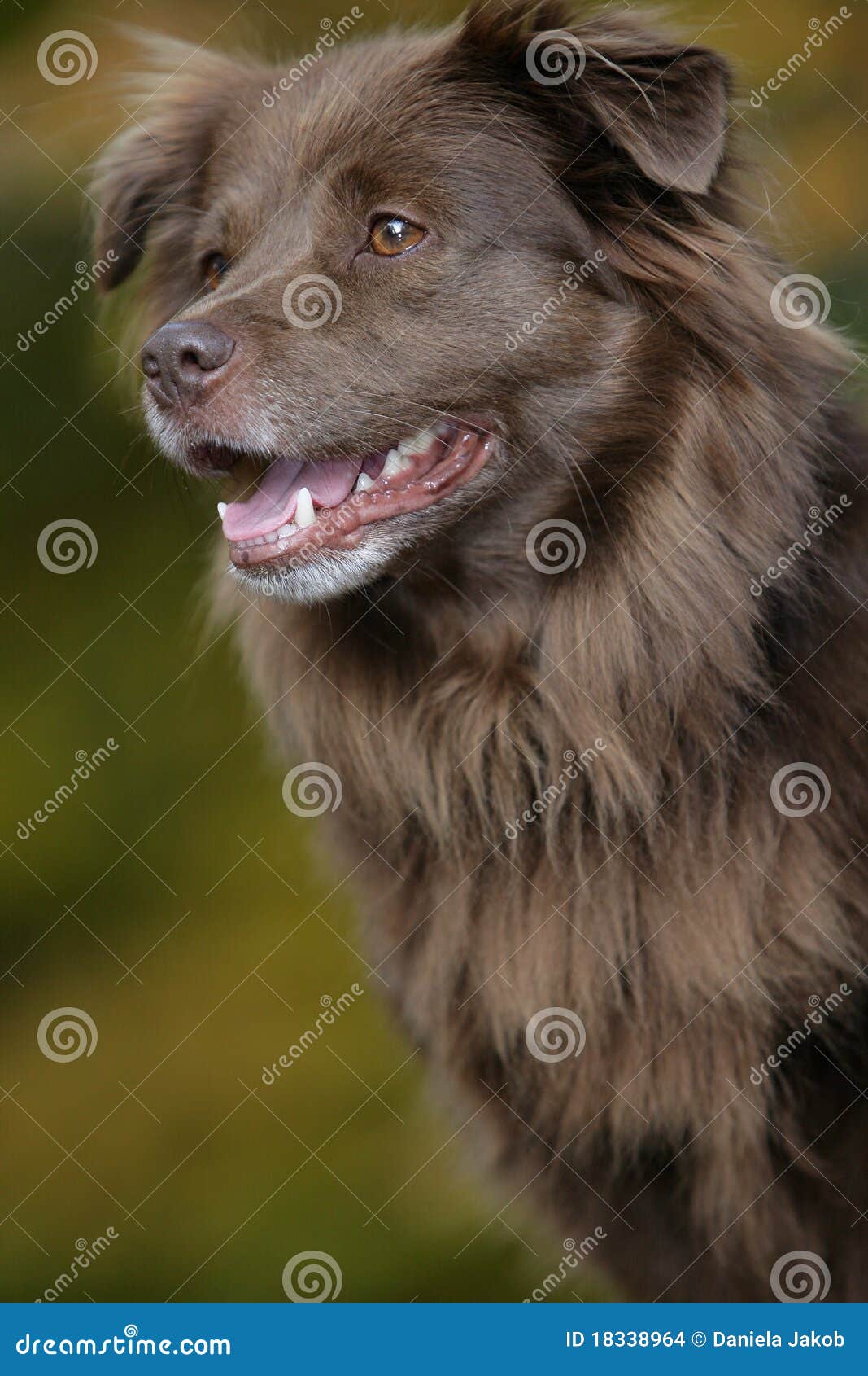 Brown dog stock photo. Image of glad, joyful, funny, active - 18338964