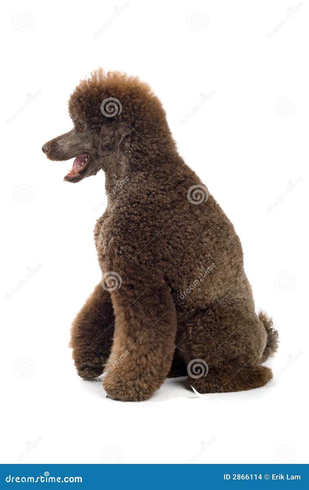 Brown dog stock photo. Image of fuzz, fuzzy, cute, furry - 2866114