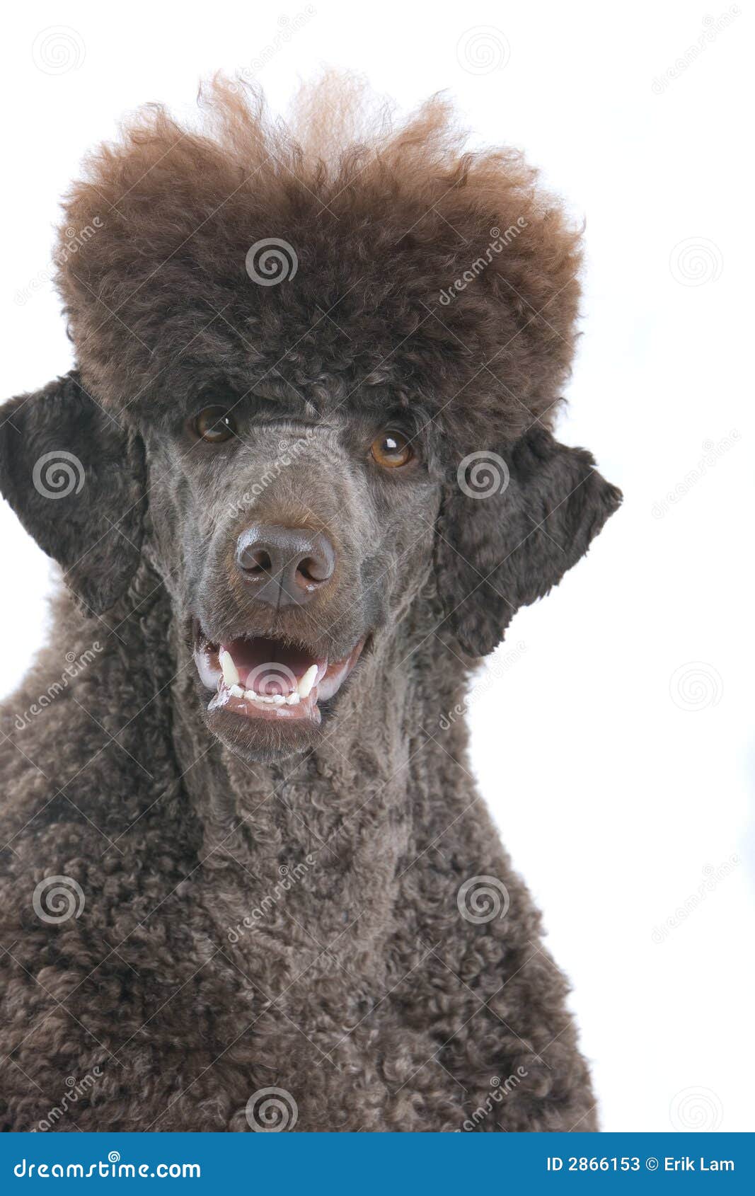 Brown dog stock image. Image of hair, furry, familiaris - 2866153