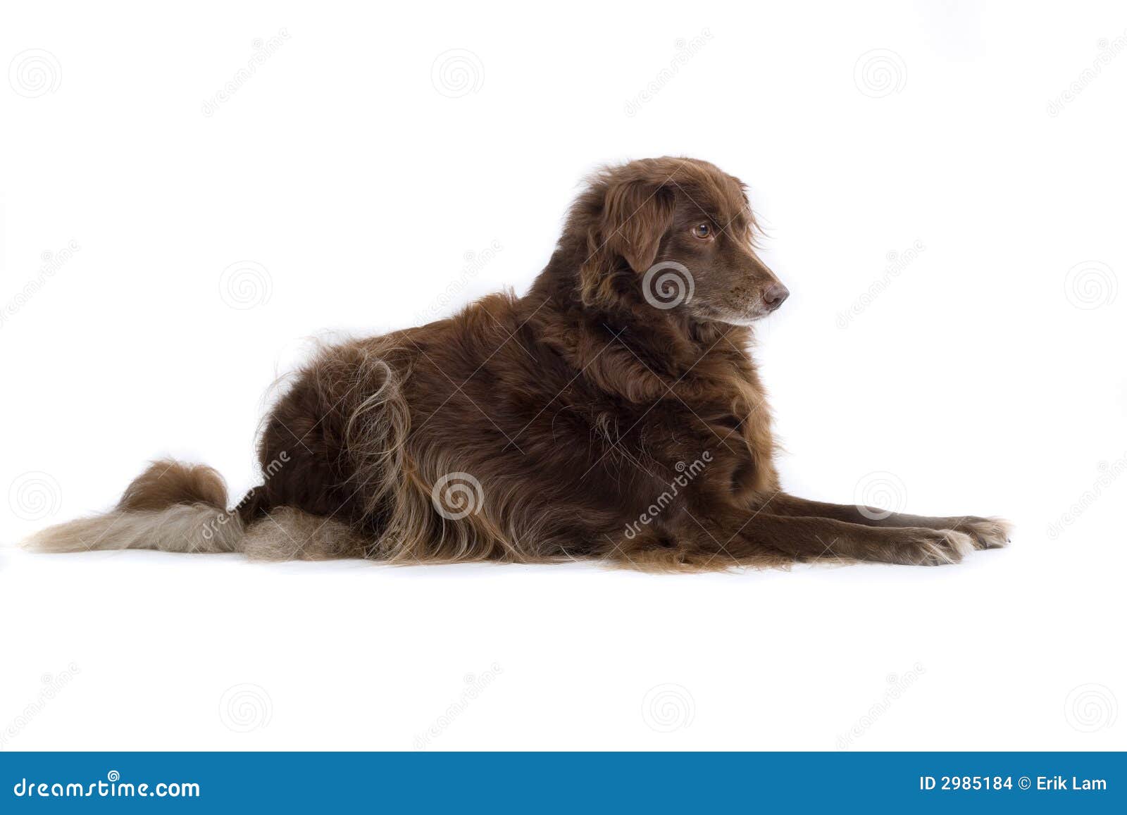 Brown Dog stock photo. Image of isolated, animal, furry - 2985184