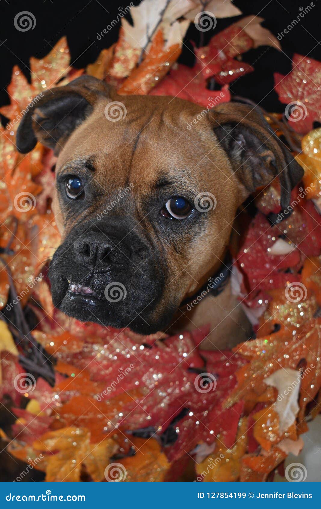 Brown Dog Autumn Portrait stock image. Image of closeup - 127854199