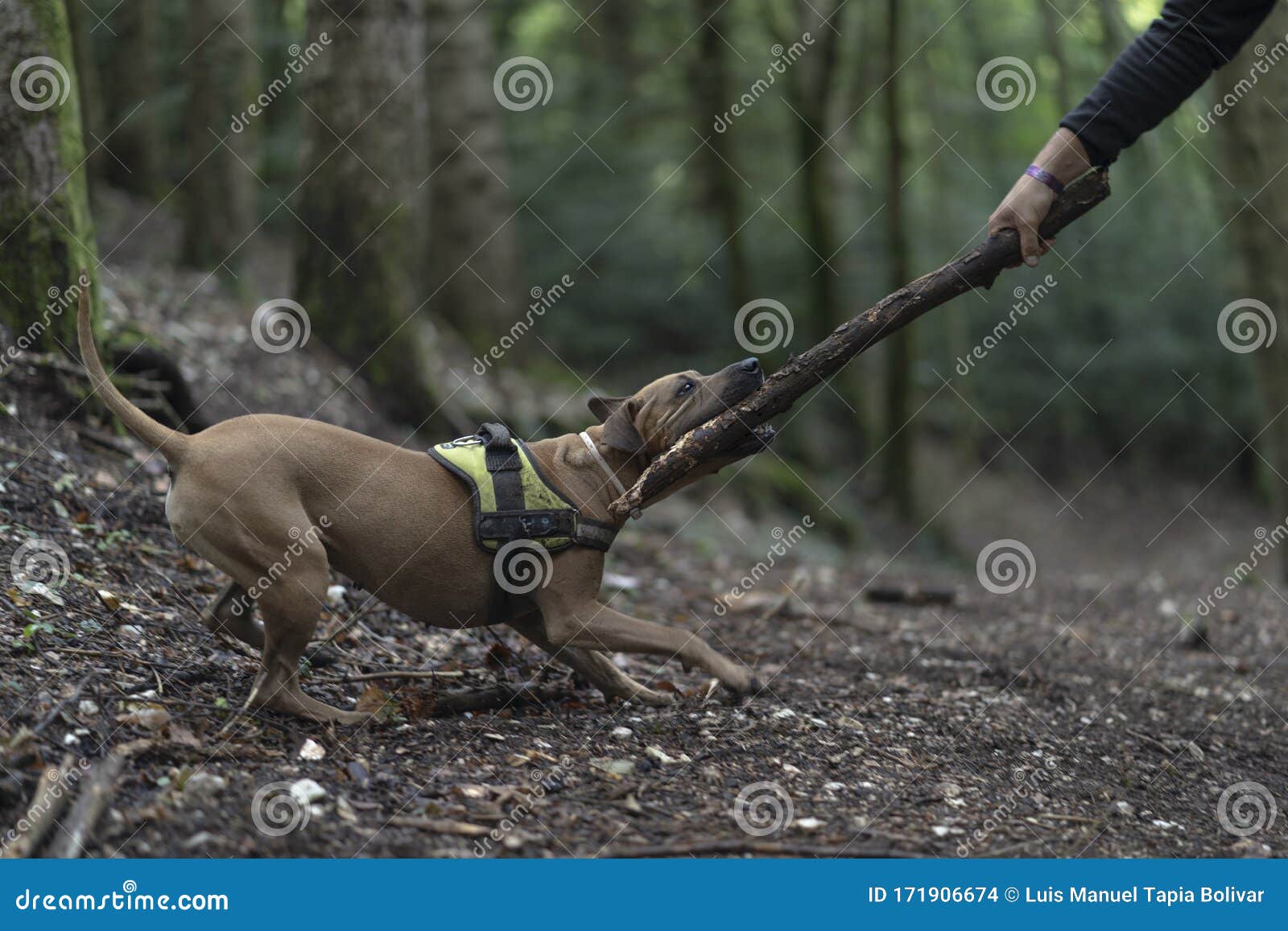 Brown dog biting a stick stock photo. Image of field - 171906674