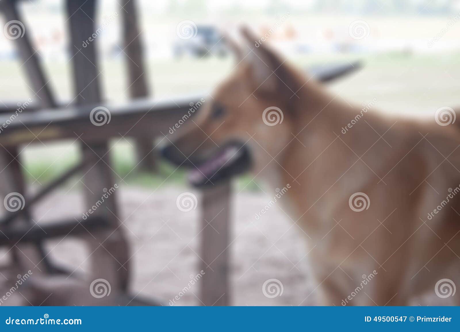 Brown Dog blur stock image. Image of relaxation, leash - 49500547