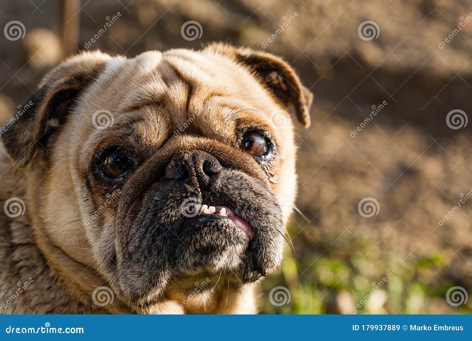 Brown Dog of the Breed Mobs Stock Image - Image of cool, breed: 179937889