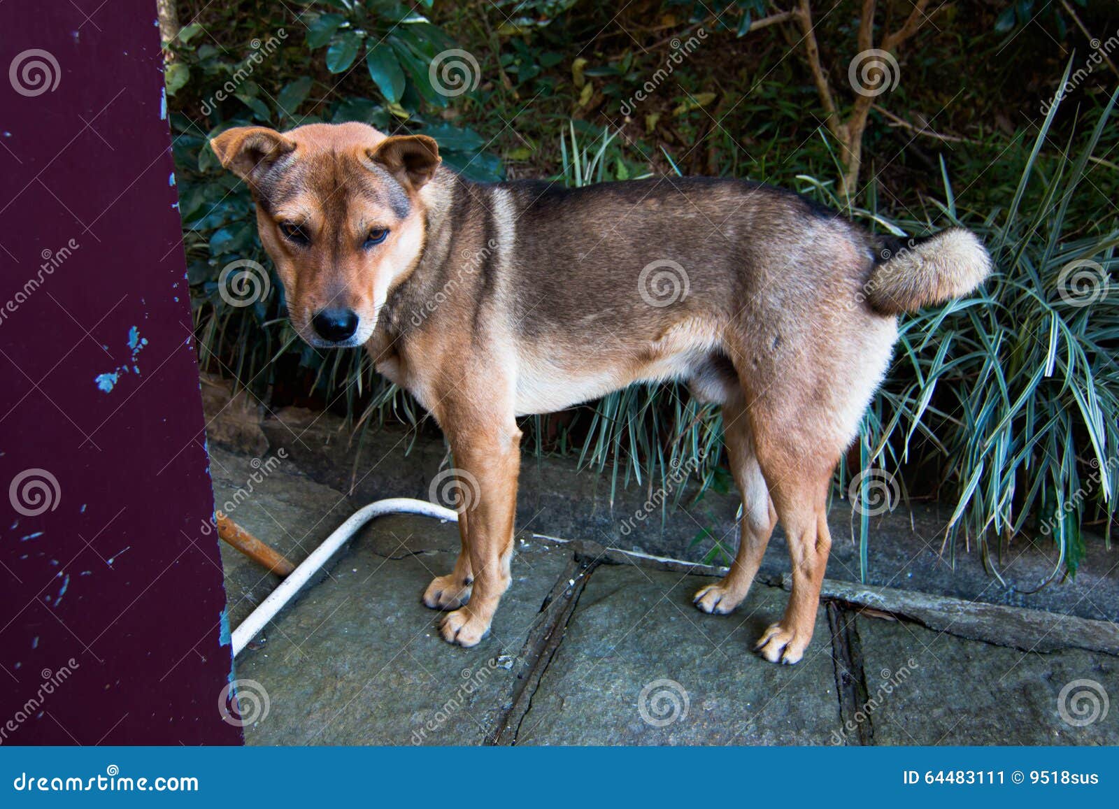 Brown Dog stock image. Image of brown, stand, china, pets - 64483111