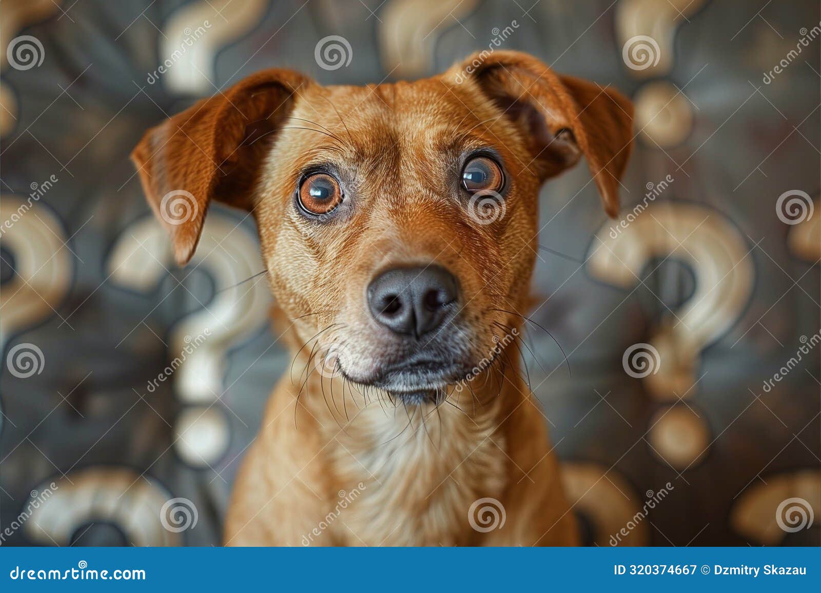 Brown Dog with Curious Expression Against Question Mark Background ...