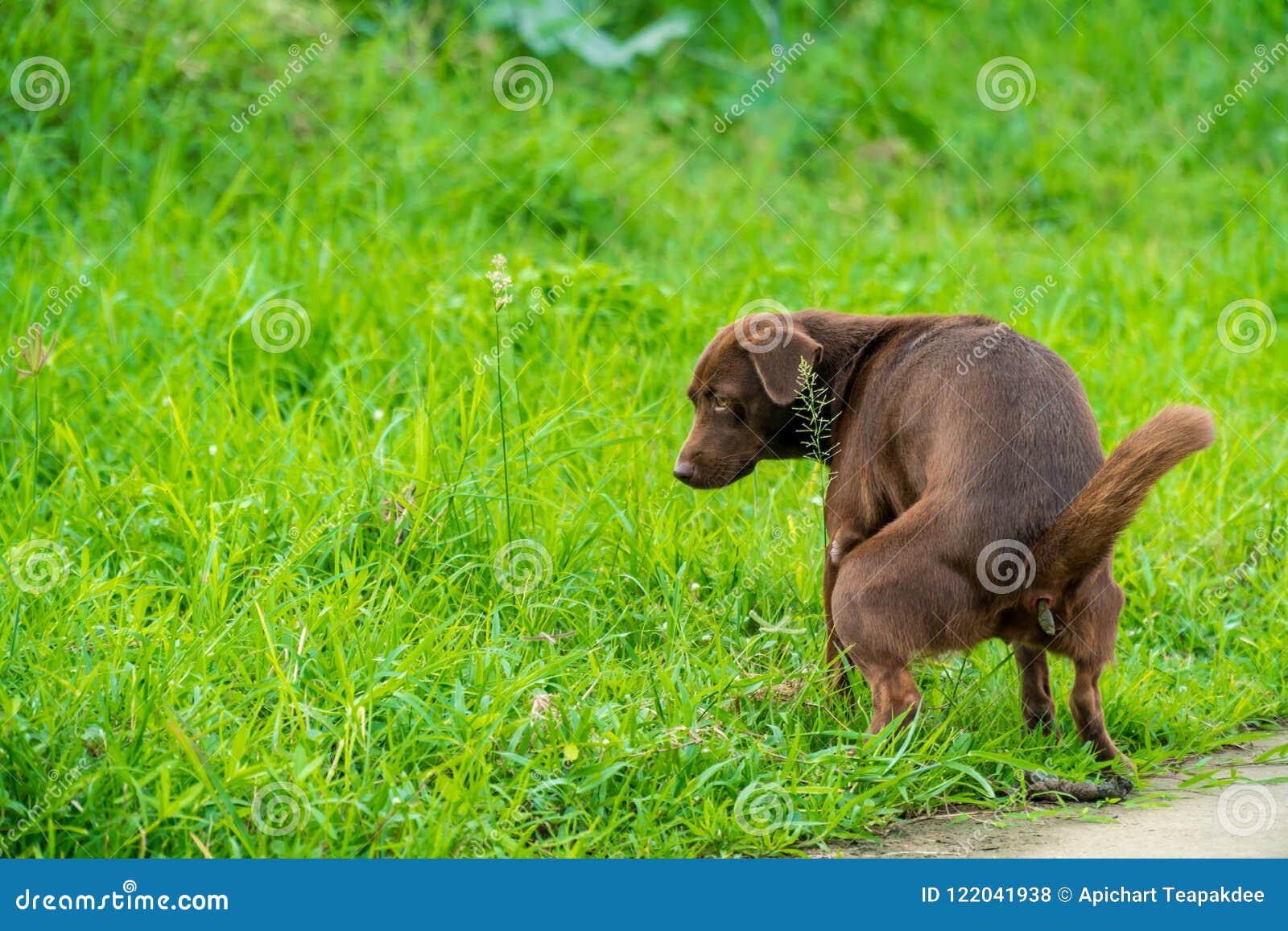 Dog is defecating stock photo. Image of defecate, cute - 122041938