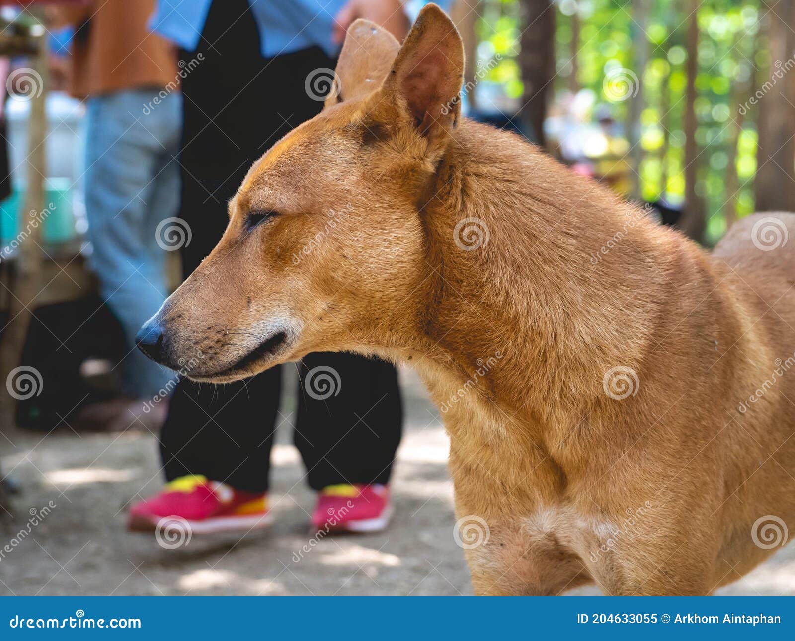 Brown Dog Face Looking Forward Stock Image - Image of domestic, looking ...