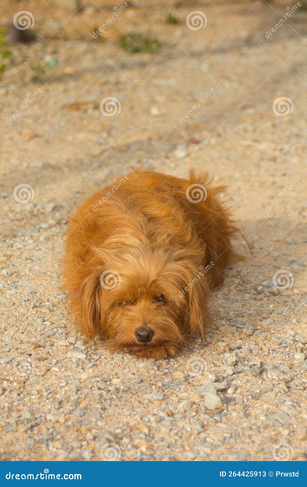 Brown Dog on Floor Animal and Pet Stock Image - Image of closeup, color ...