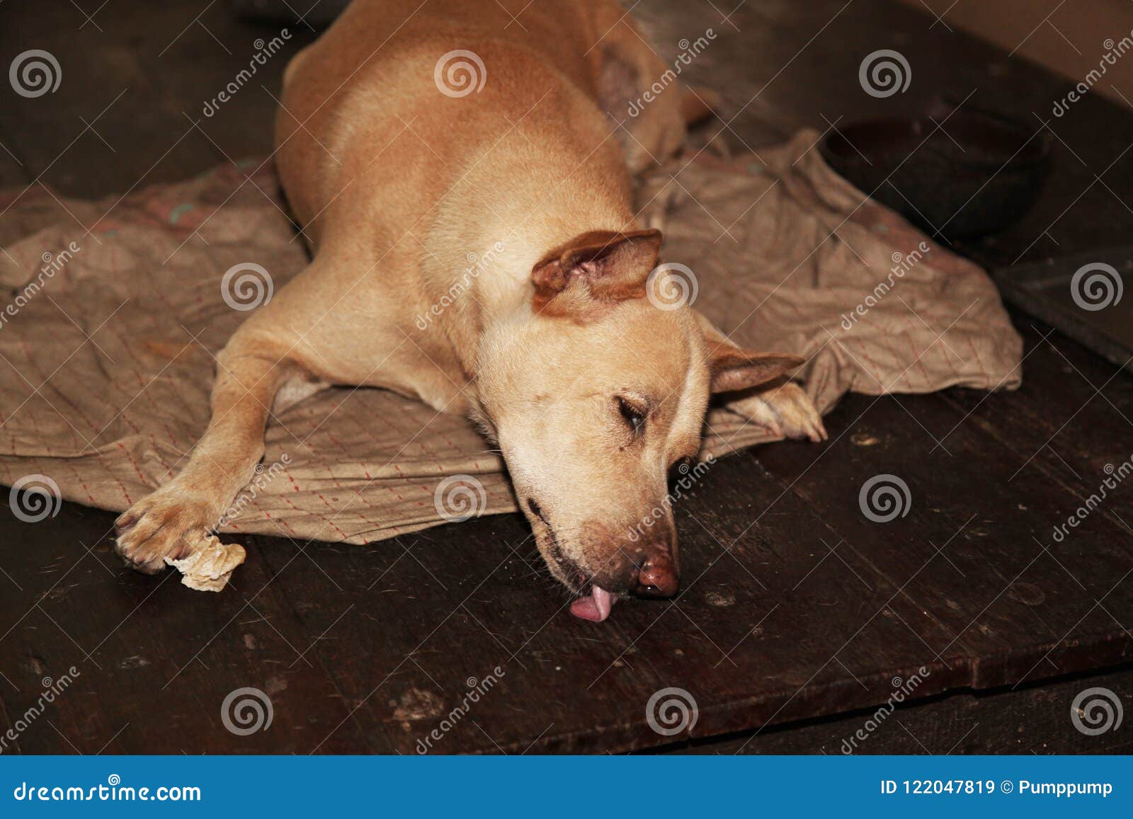 The Brown Dog Flop on Old Blanket Stock Image - Image of friend ...