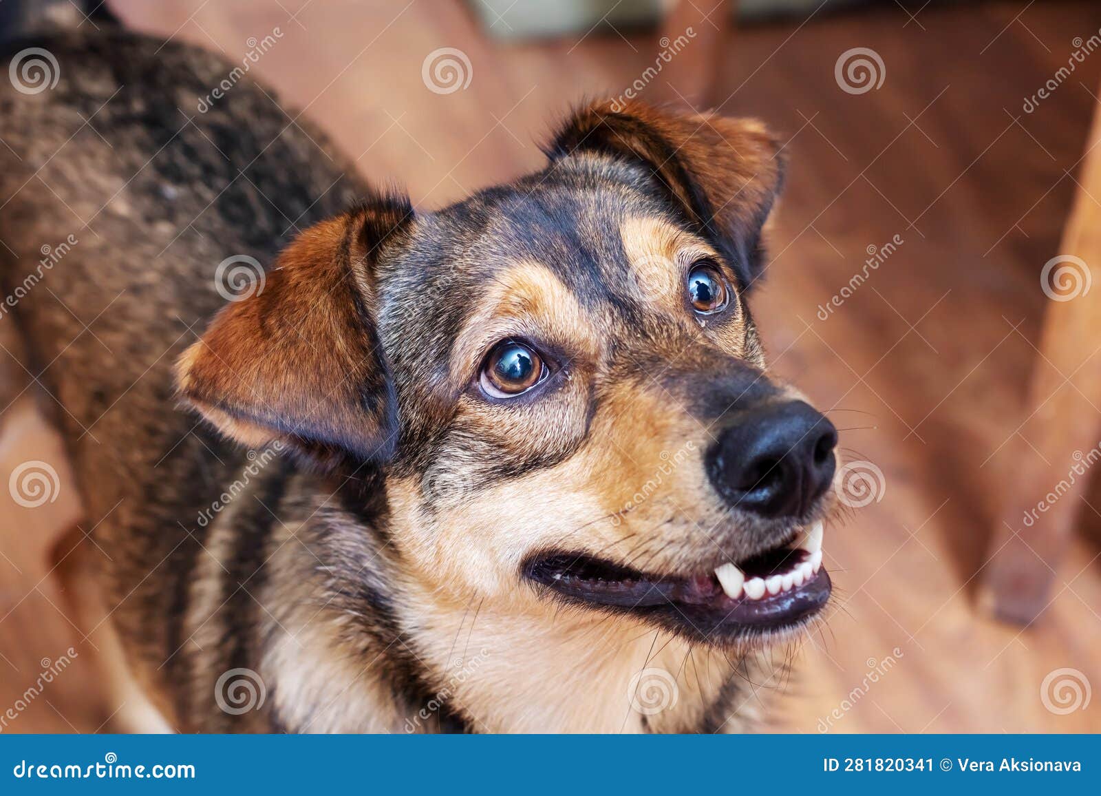 Brown Dog with Floppy Ears Close-up Portrait Stock Image - Image of ...