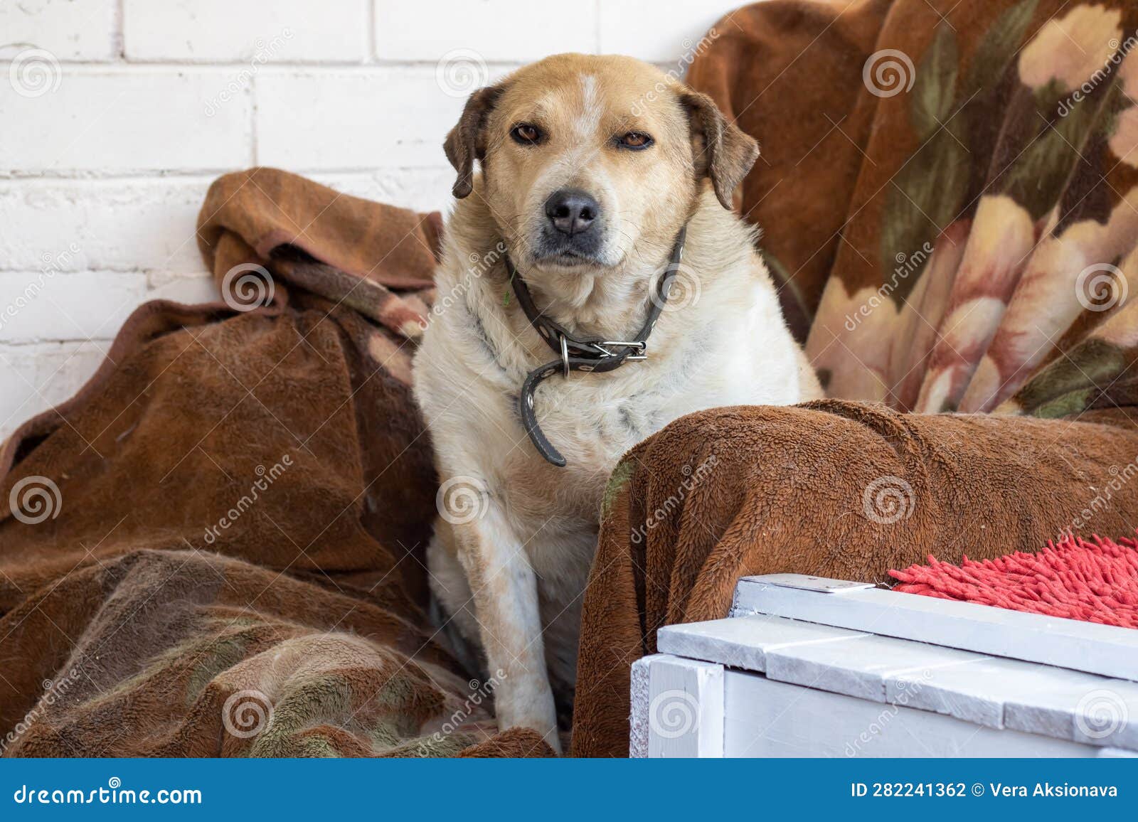 Brown Dog with Floppy Ears Close-up Portrait Stock Photo - Image of ...