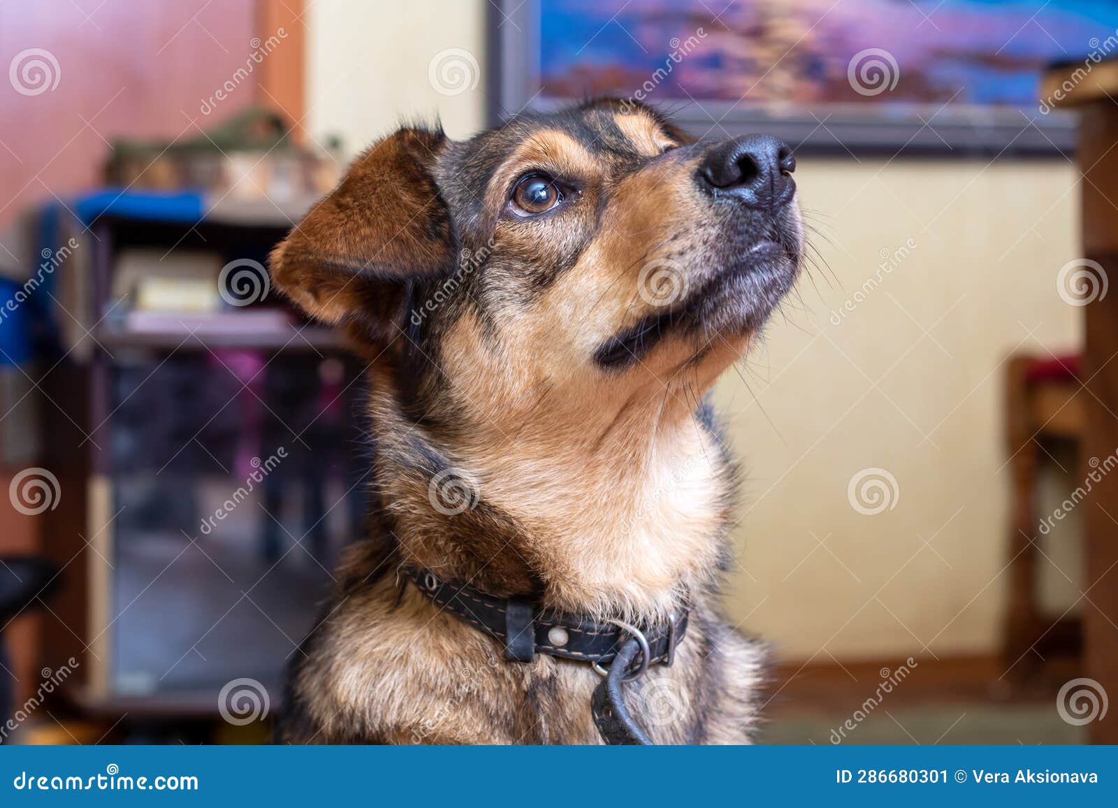 Brown Dog with Floppy Ears Close-up Portrait Stock Image - Image of ...