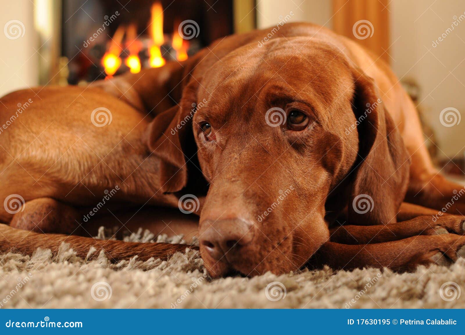 Brown Dog in Front of the Fire Place Stock Image - Image of fire, breed ...