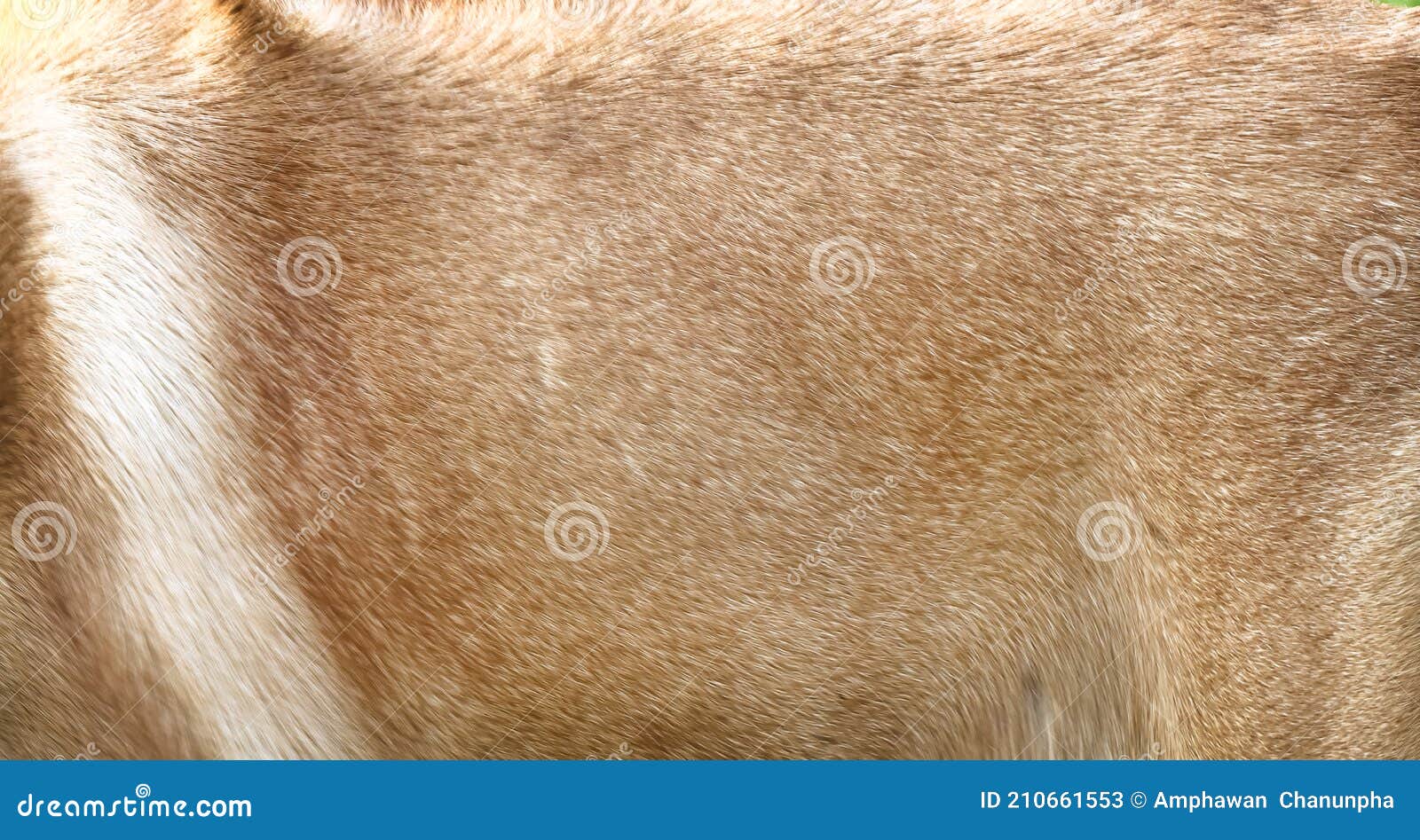 Brown Dog Fur Line Texture Background Stock Image - Image of design ...