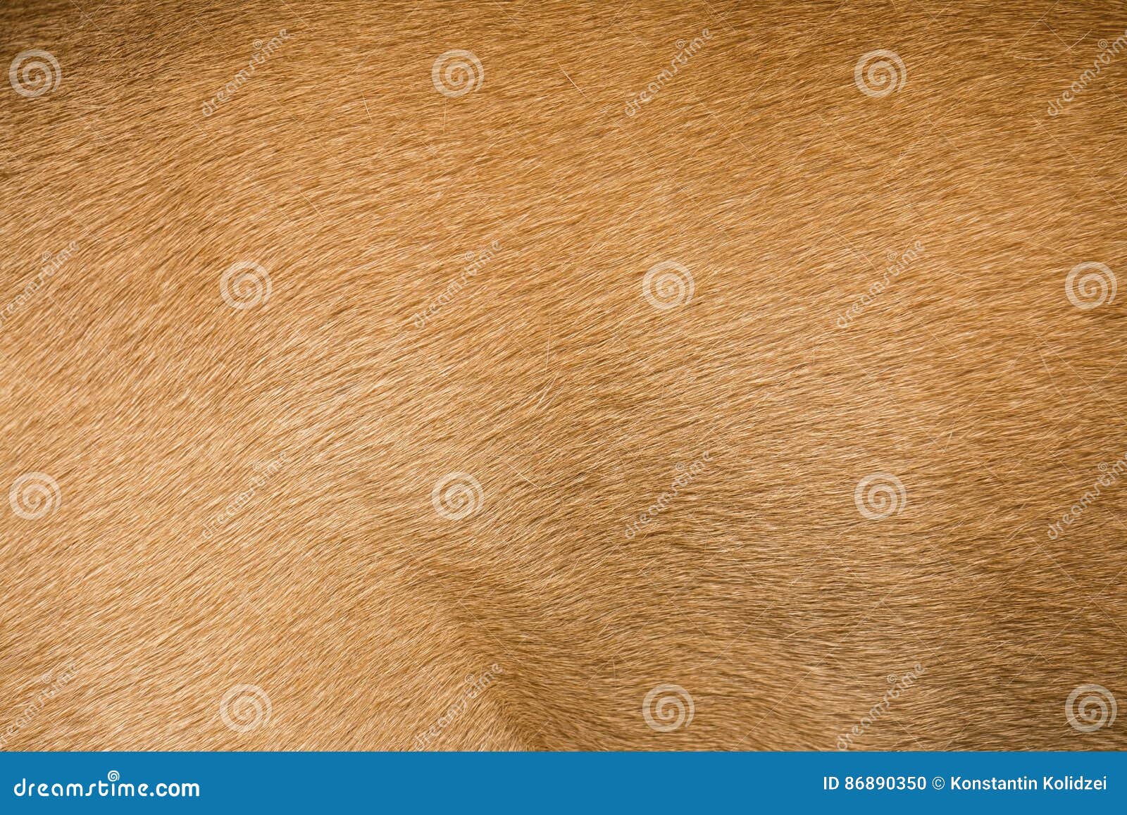 Brown Dog Fur Texture or Background. Stock Photo - Image of backdrop ...