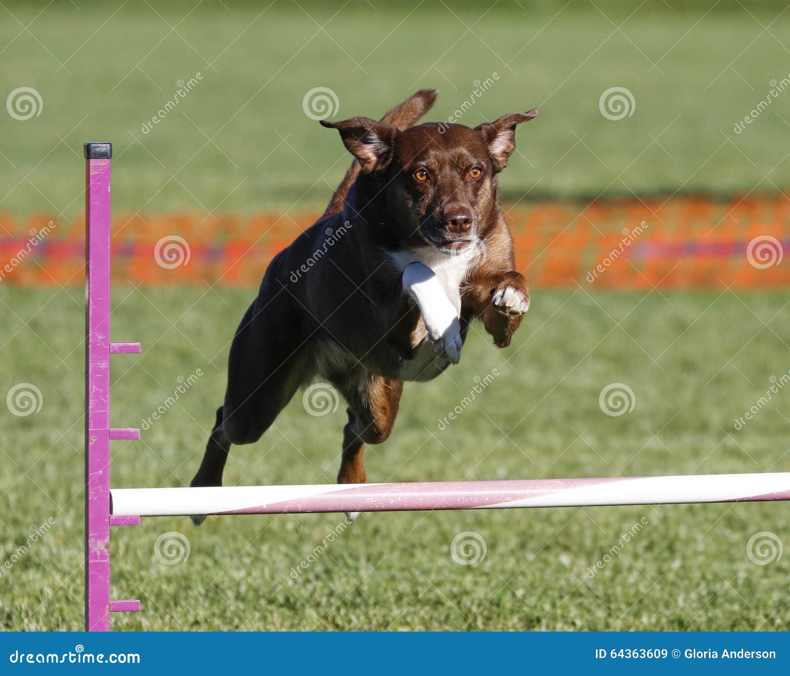 Brown Dog Going Over a Jump Stock Image - Image of sport, nadac: 64363609
