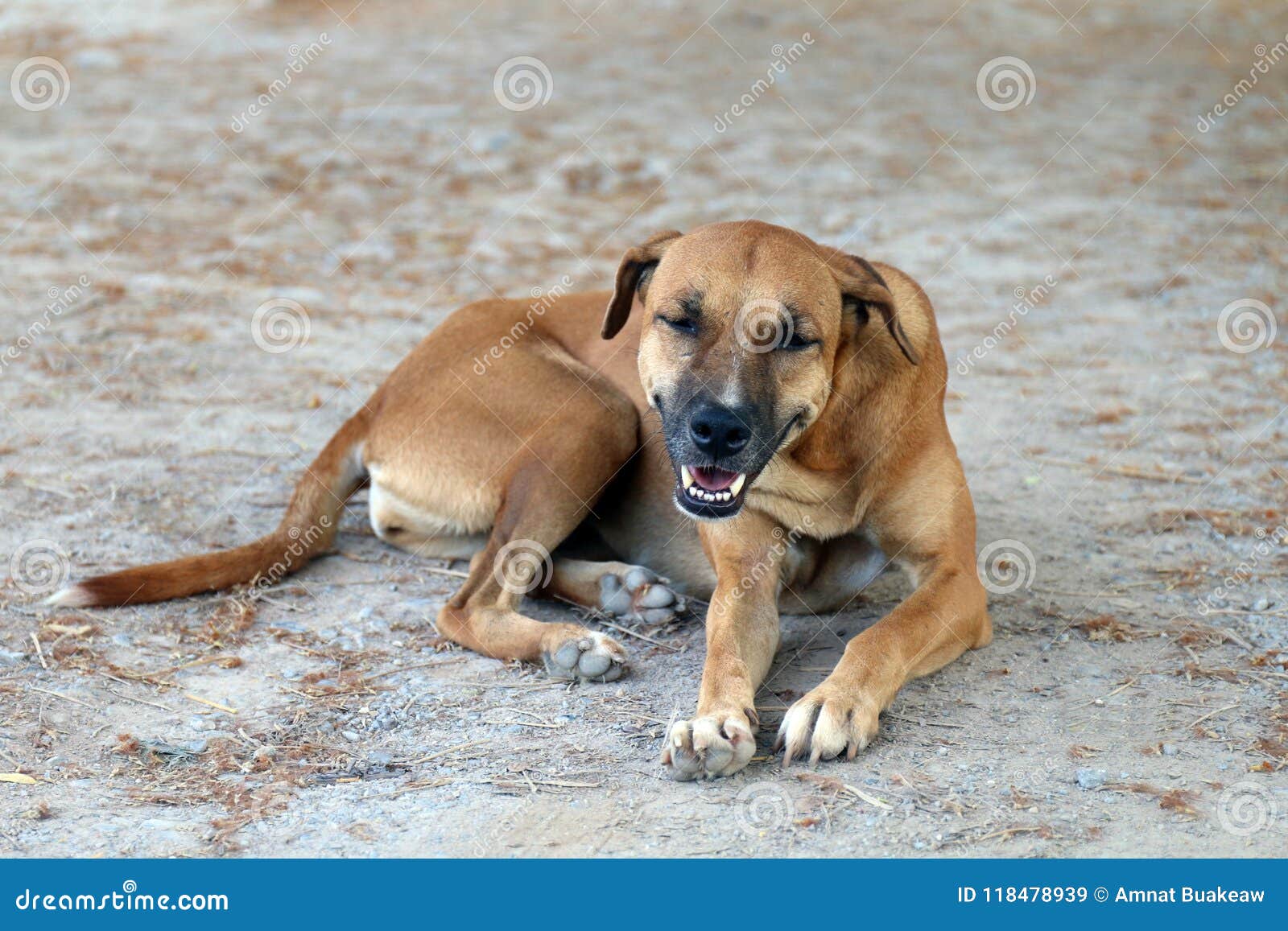 Brown Dog Good Mood and Smiling Dog Stock Image - Image of adorable ...