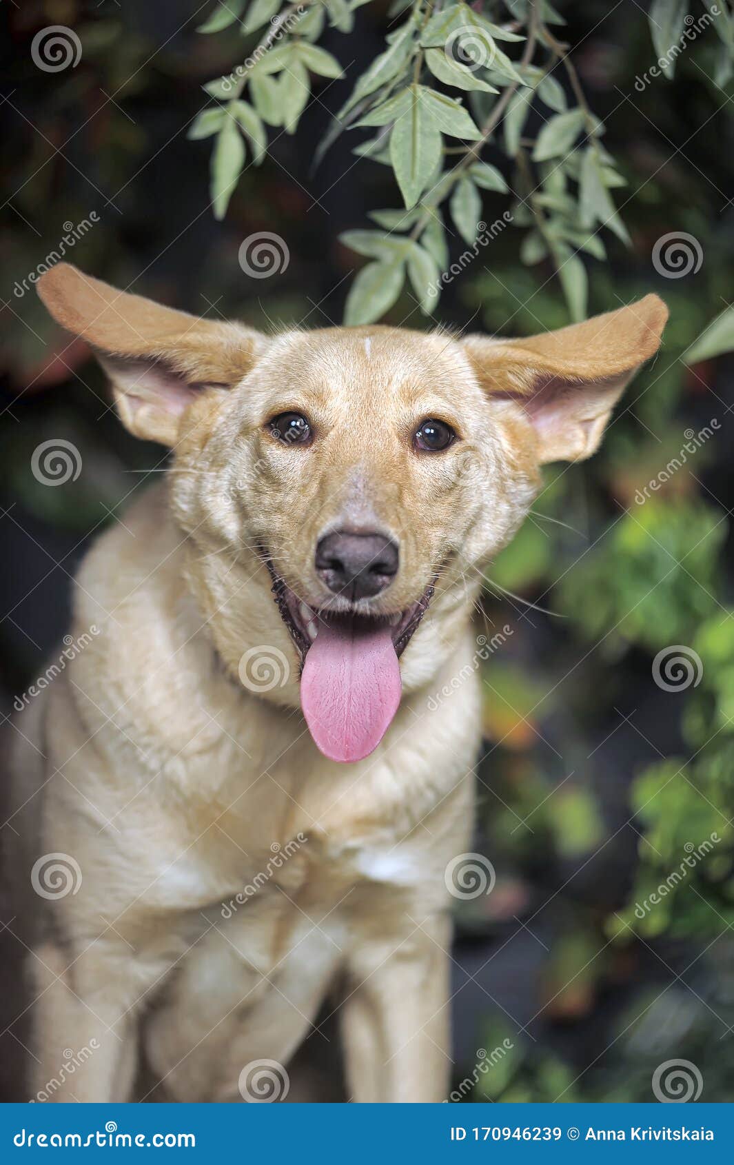 Brown dog among greenery stock image. Image of closeup - 170946239