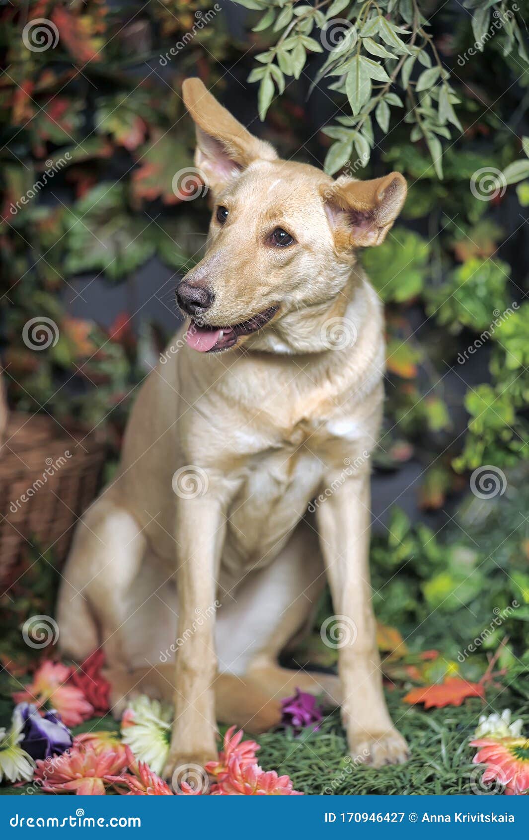 Brown dog among greenery stock image. Image of beautiful - 170946427