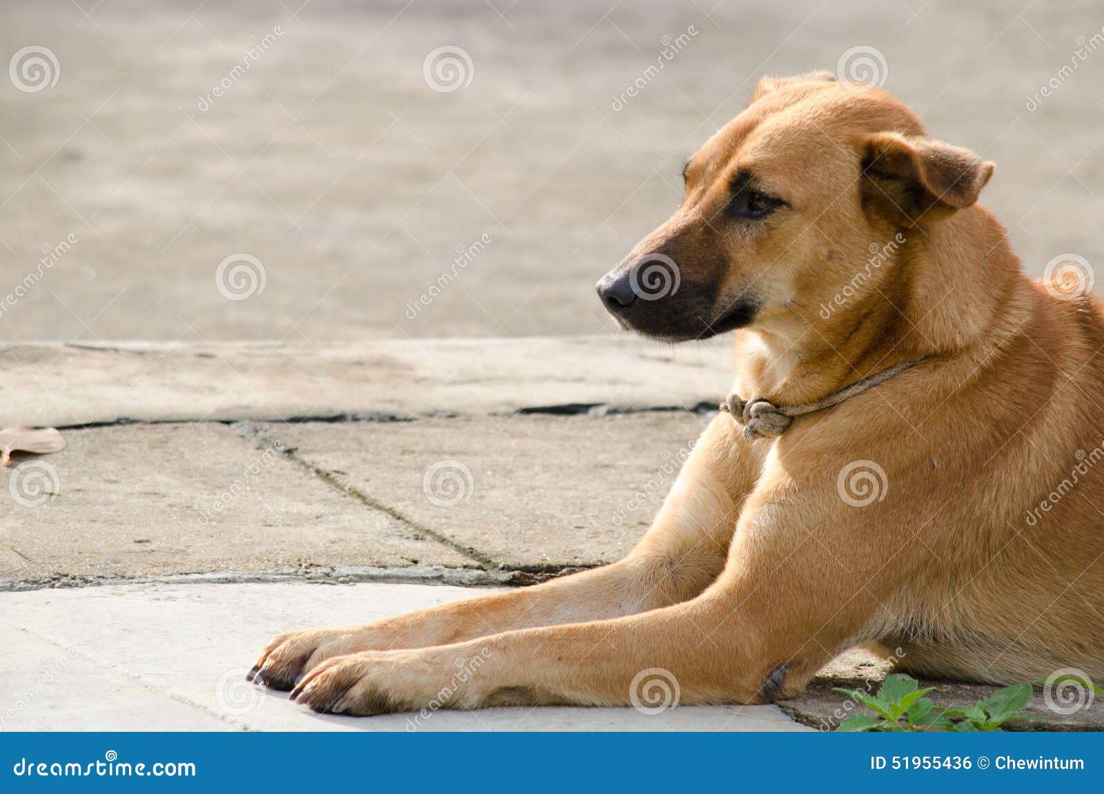 Brown dog stock photo. Image of outdoor, small, companion - 51955436