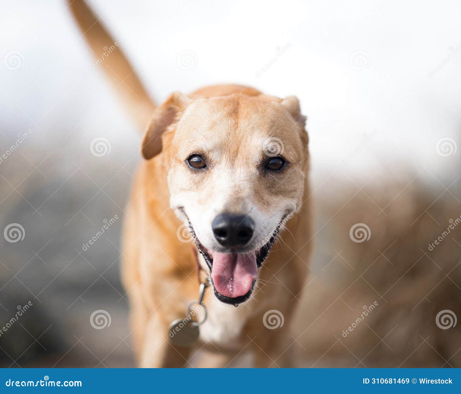 Brown Dog Making Eye Contact with Camera Stock Image - Image of ...