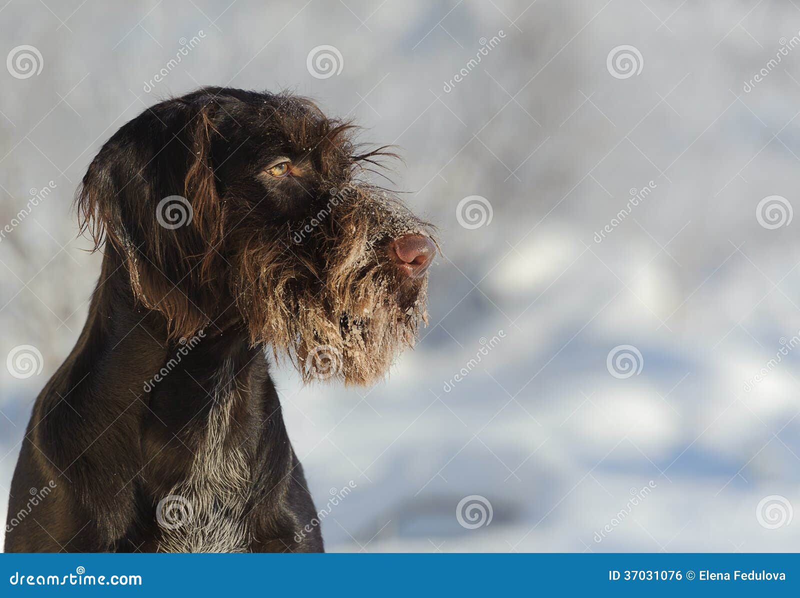 Brown Dog Portrait Against the Snow Stock Photo - Image of winter, snow ...