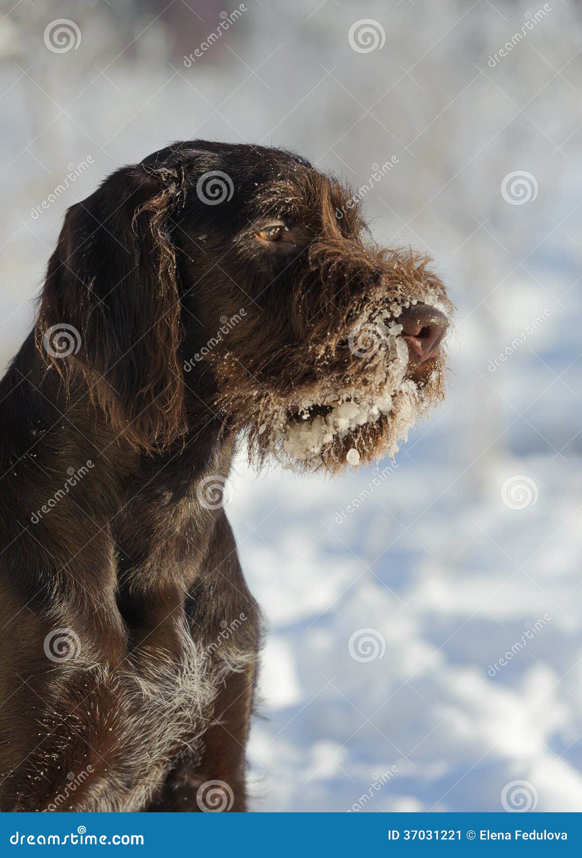Brown Dog Portrait Against the Snow Stock Image - Image of wirehaired ...