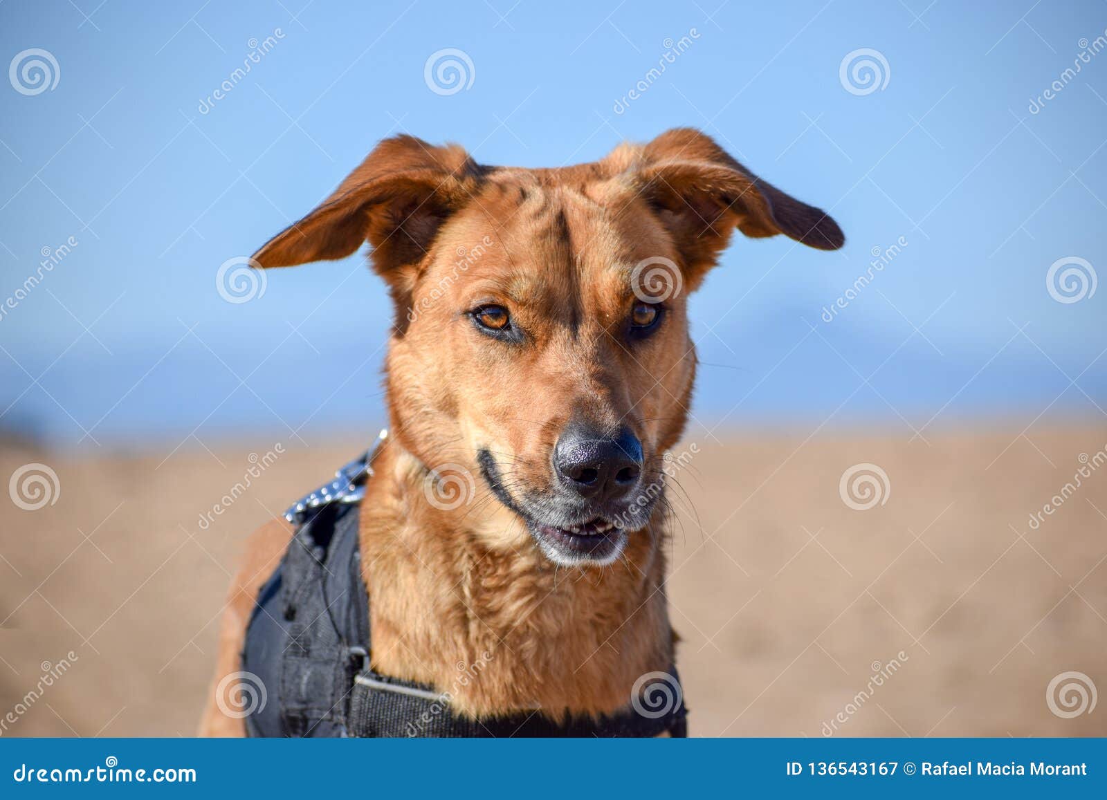 Brown Dog Posing with Devil Face in the Beach Stock Image - Image of ...