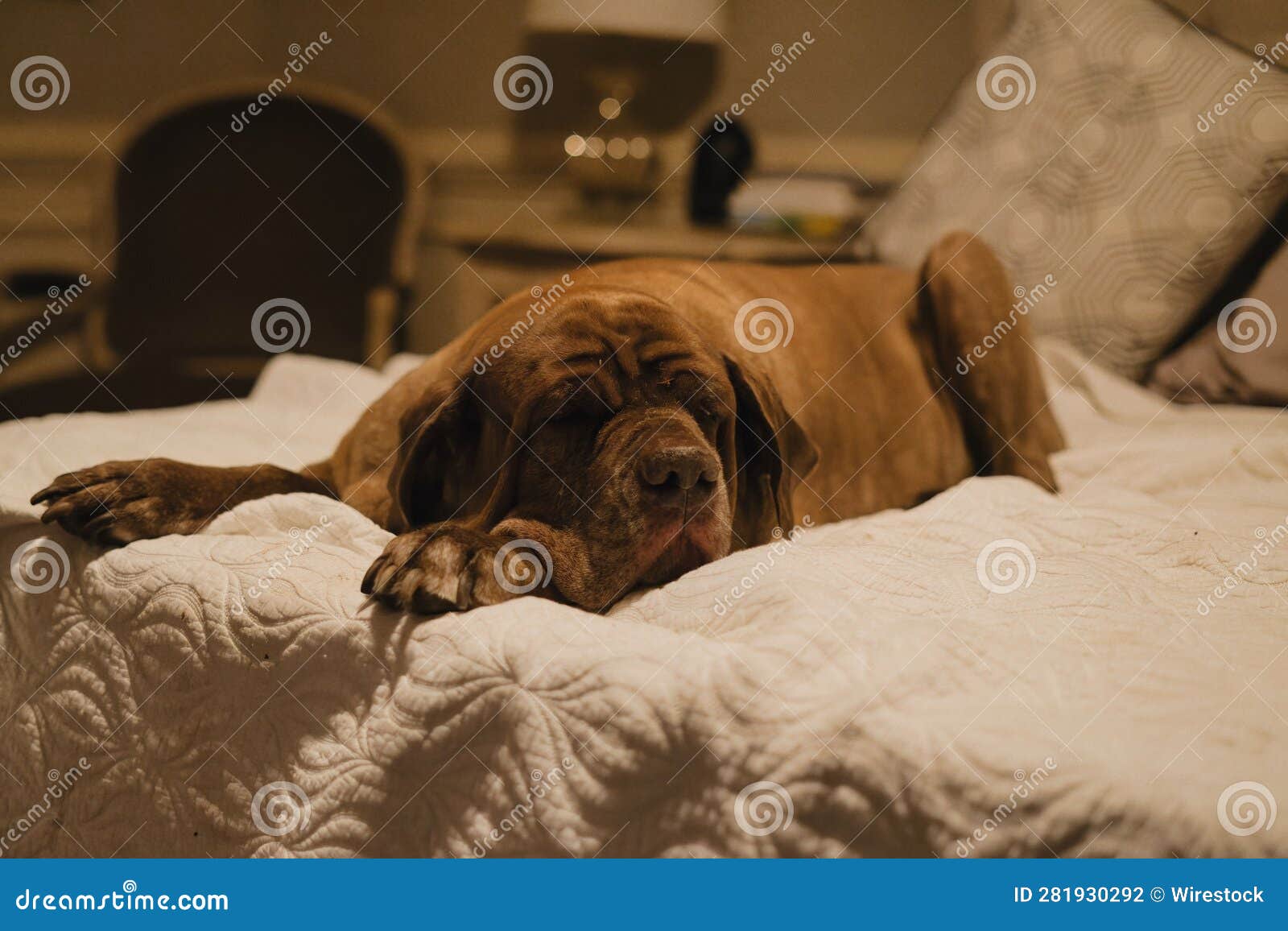 Brown Dog Resting Comfortably in a Cozy Bed Stock Photo - Image of peaceful, napping: 281930292