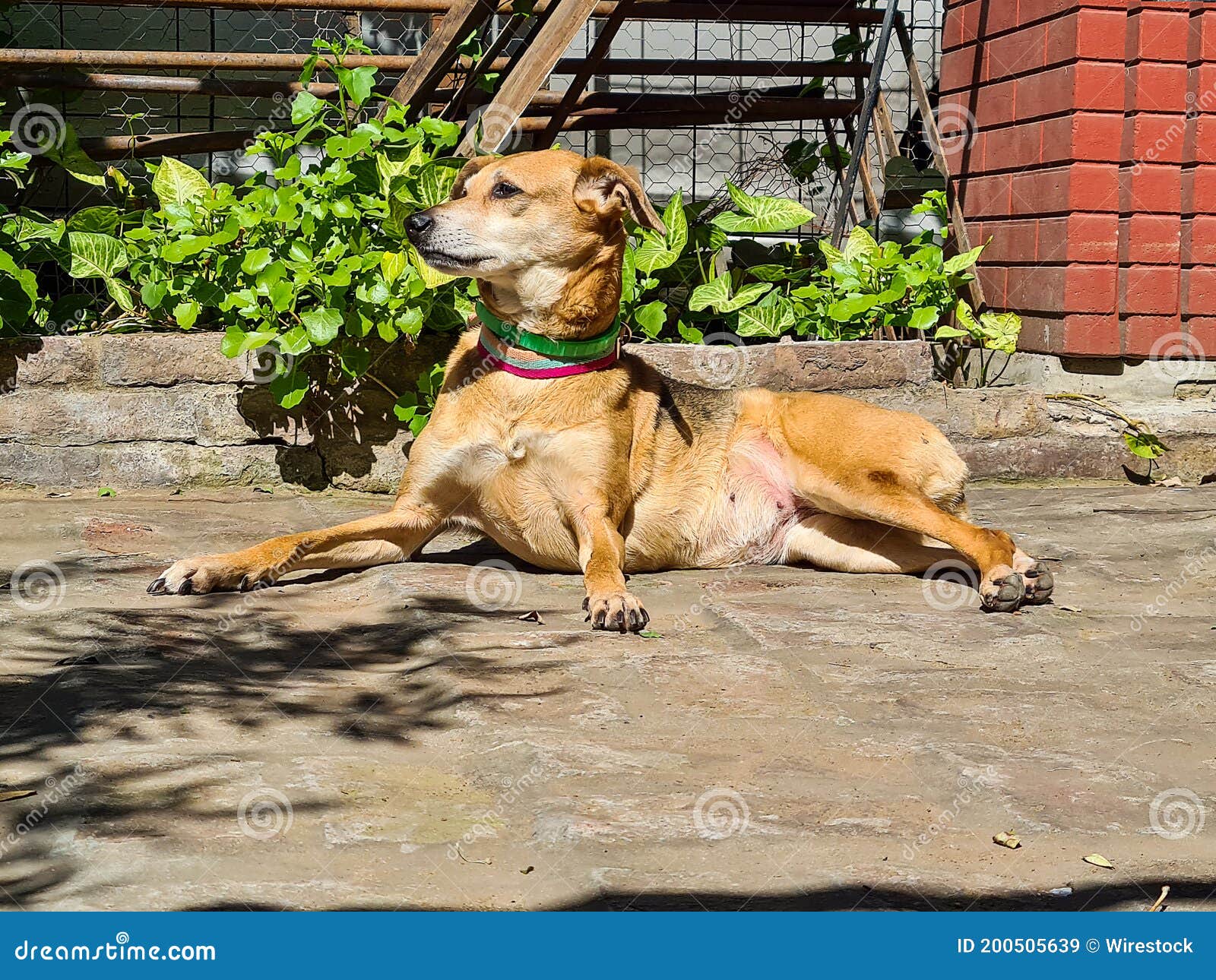 Brown Dog Rolling on the Ground Stock Image - Image of dogs, doggy ...
