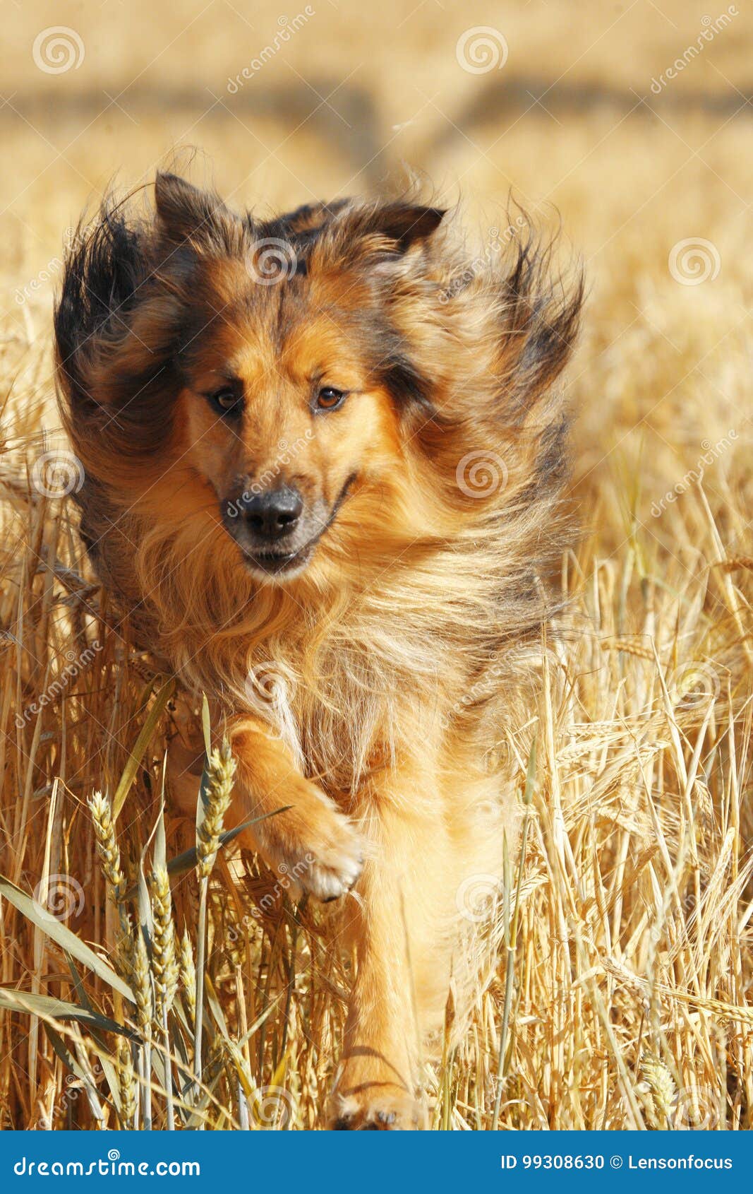 Brown Dog Running through Corn Field Stock Photo - Image of running ...