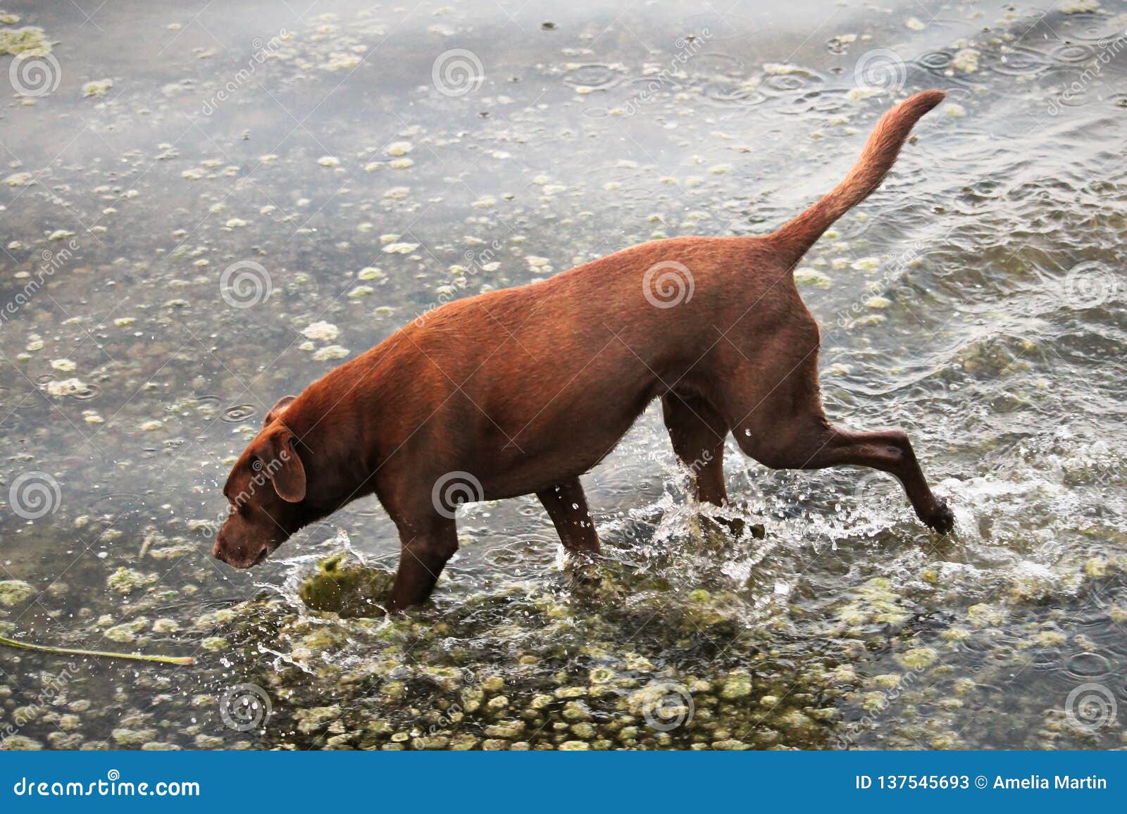 A Brown Dog Runs through Shallow Rocky Water Stock Image - Image of ...