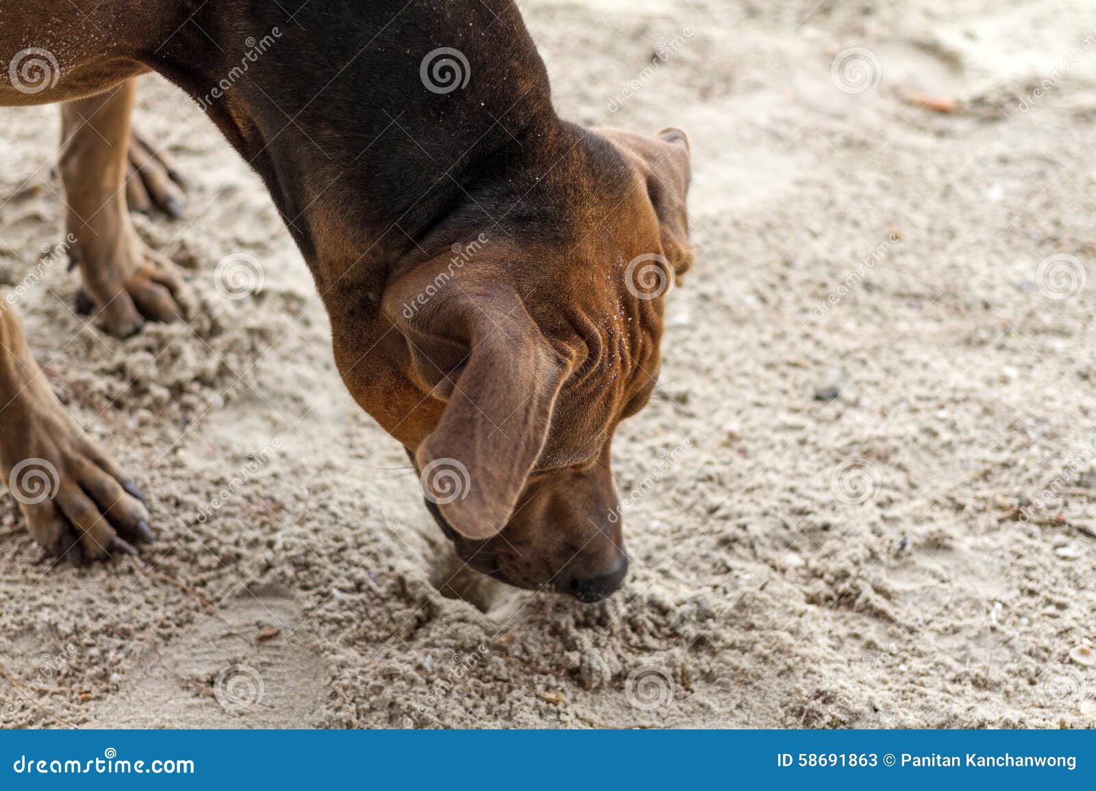 Brown Dog on Sand at the Beach Stock Image - Image of digging, animal ...