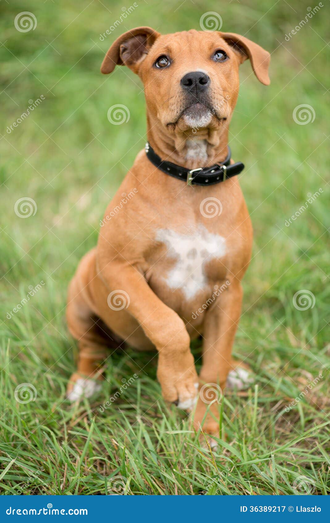 Brown dog sat on grass stock image. Image of animal, sitting - 36389217