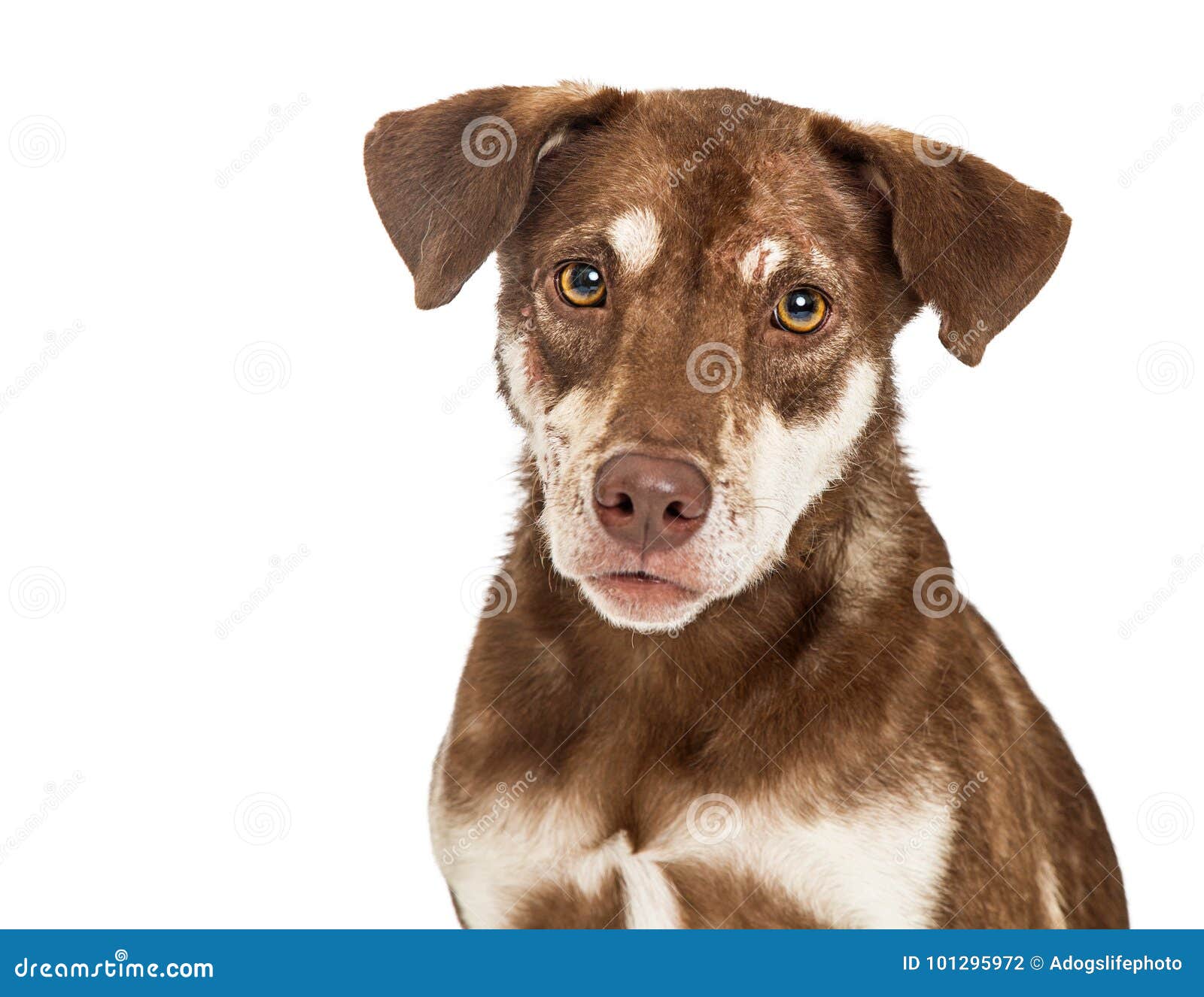 Brown Dog with Serious Expression Closeup Stock Photo - Image of white ...