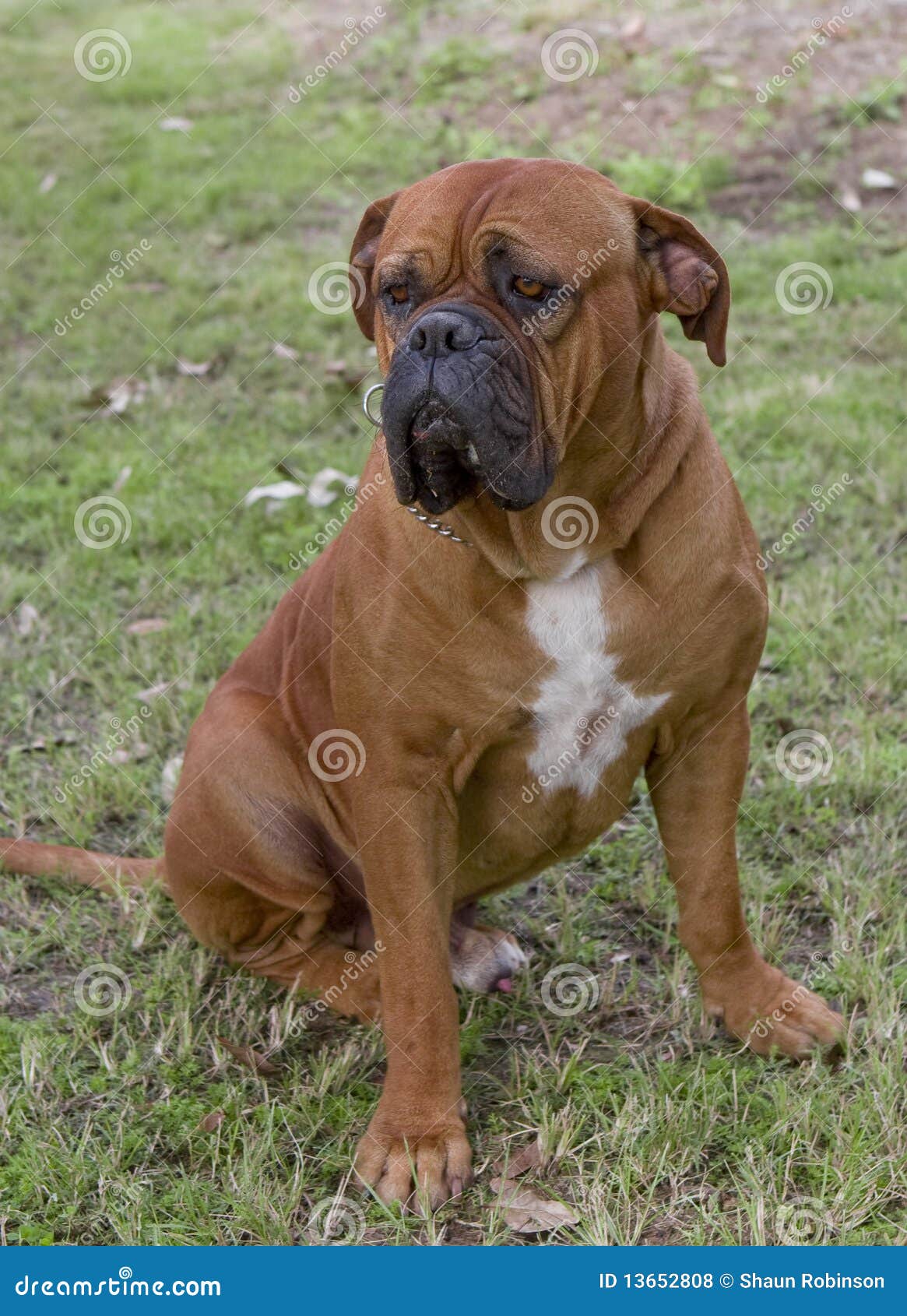 Brown dog sitting stock photo. Image of happy, mastiff - 13652808